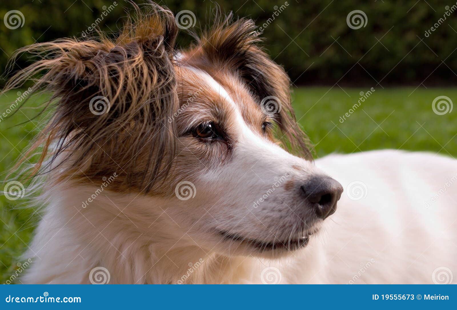 Dog profile stock image. Image of breed, mammal, portrait - 19555673