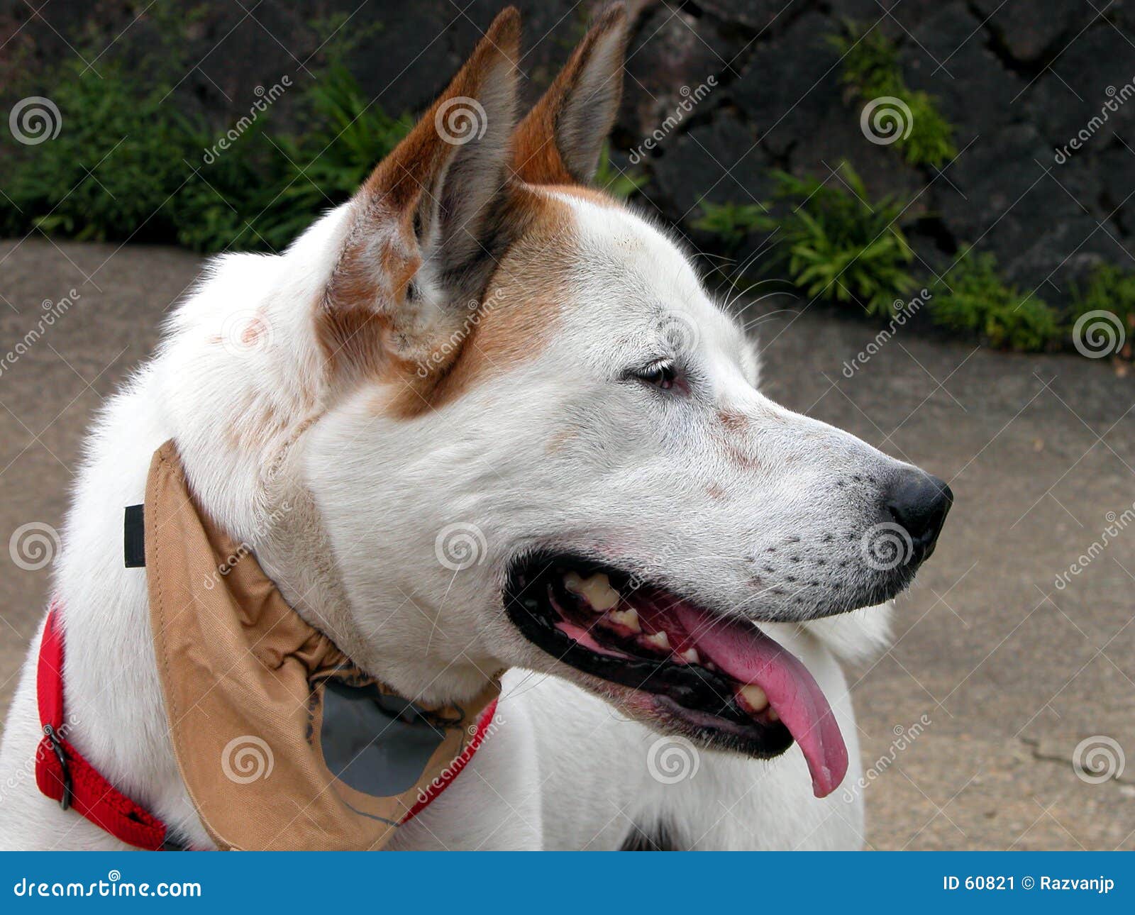 Dog profile stock image. Image of nose, doggy, teeth, animals - 60821