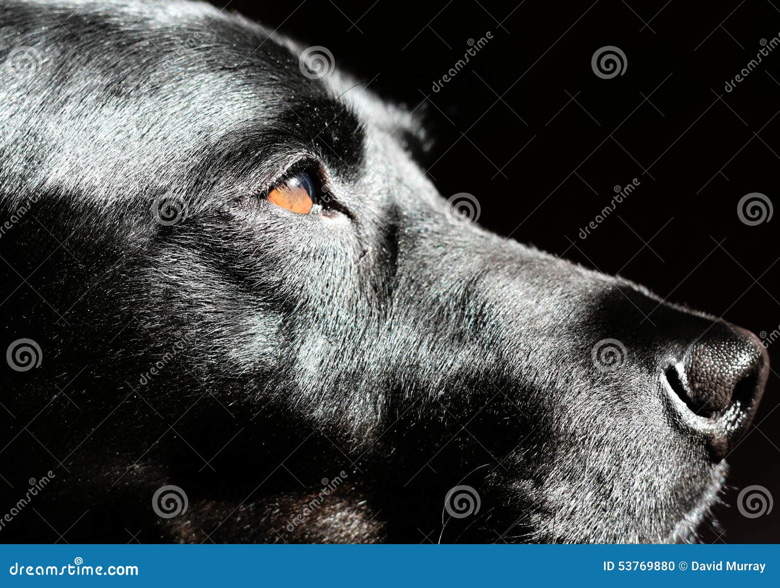Dog in Profile stock photo. Image of animal, studio, closeup - 53769880