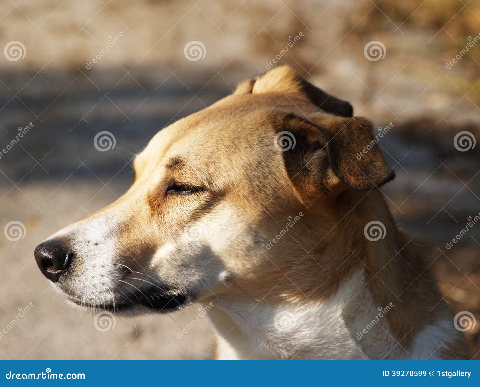 Dog profile (25) stock image. Image of hound, mammal - 39270599