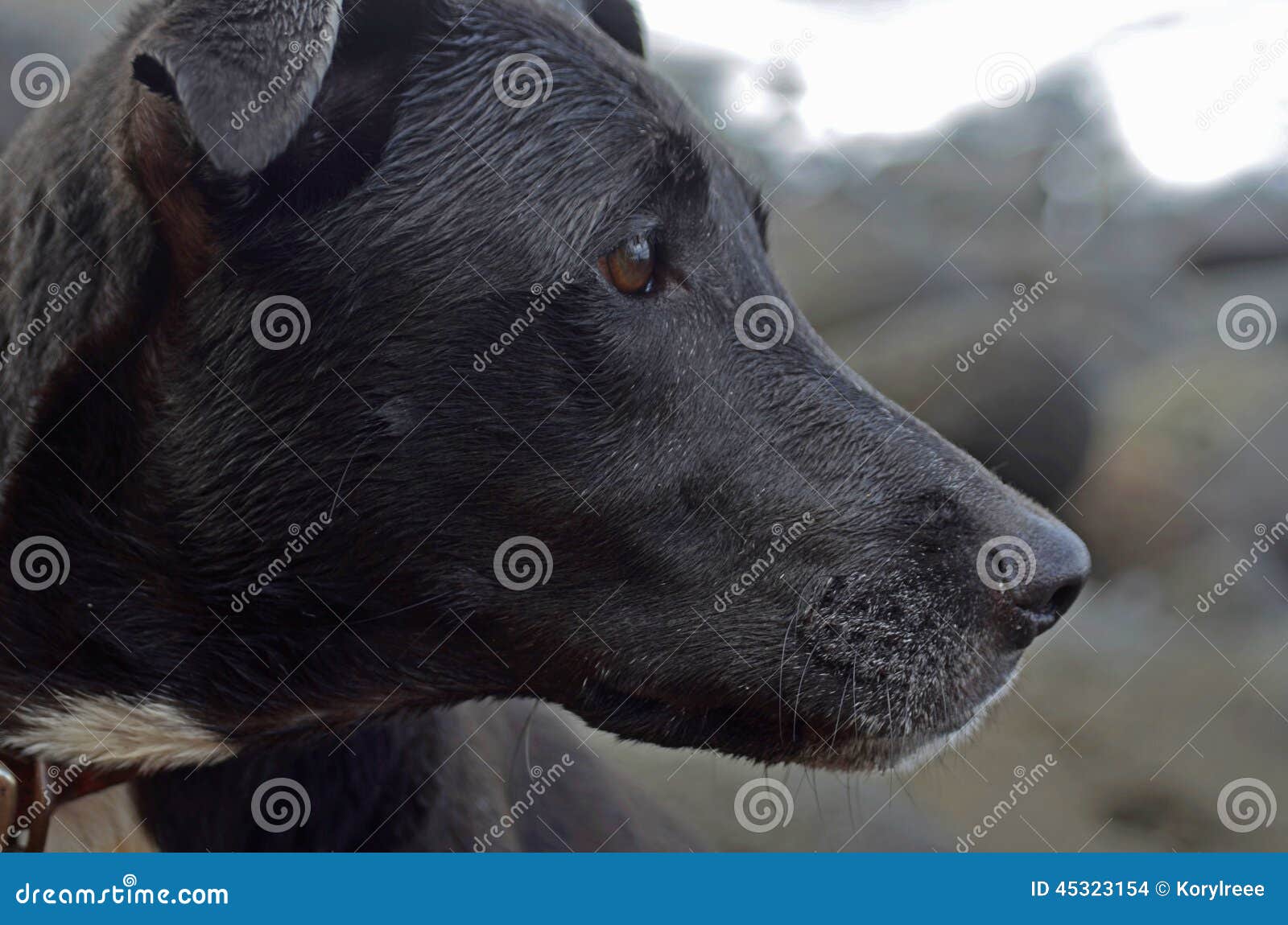 Dog profile stock photo. Image of eyes, gazing, watch - 45323154