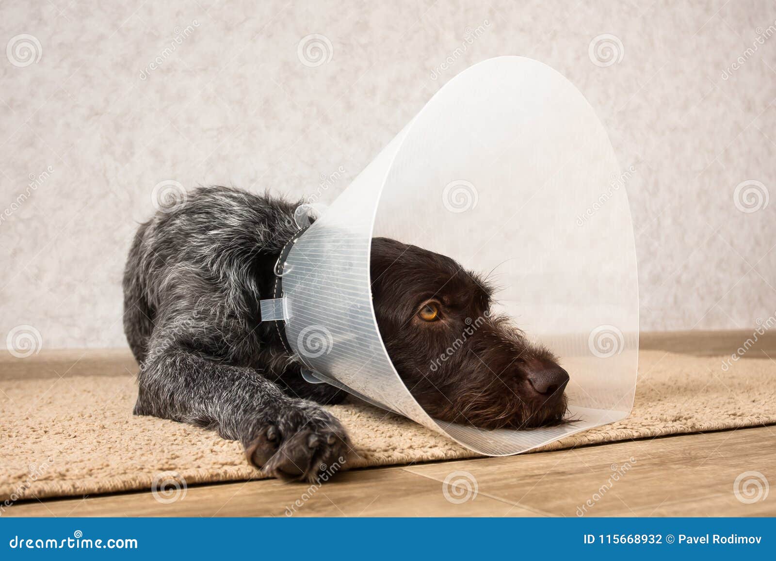 Dog With Protective Elizabethan Collar Picture. Image: 115668932