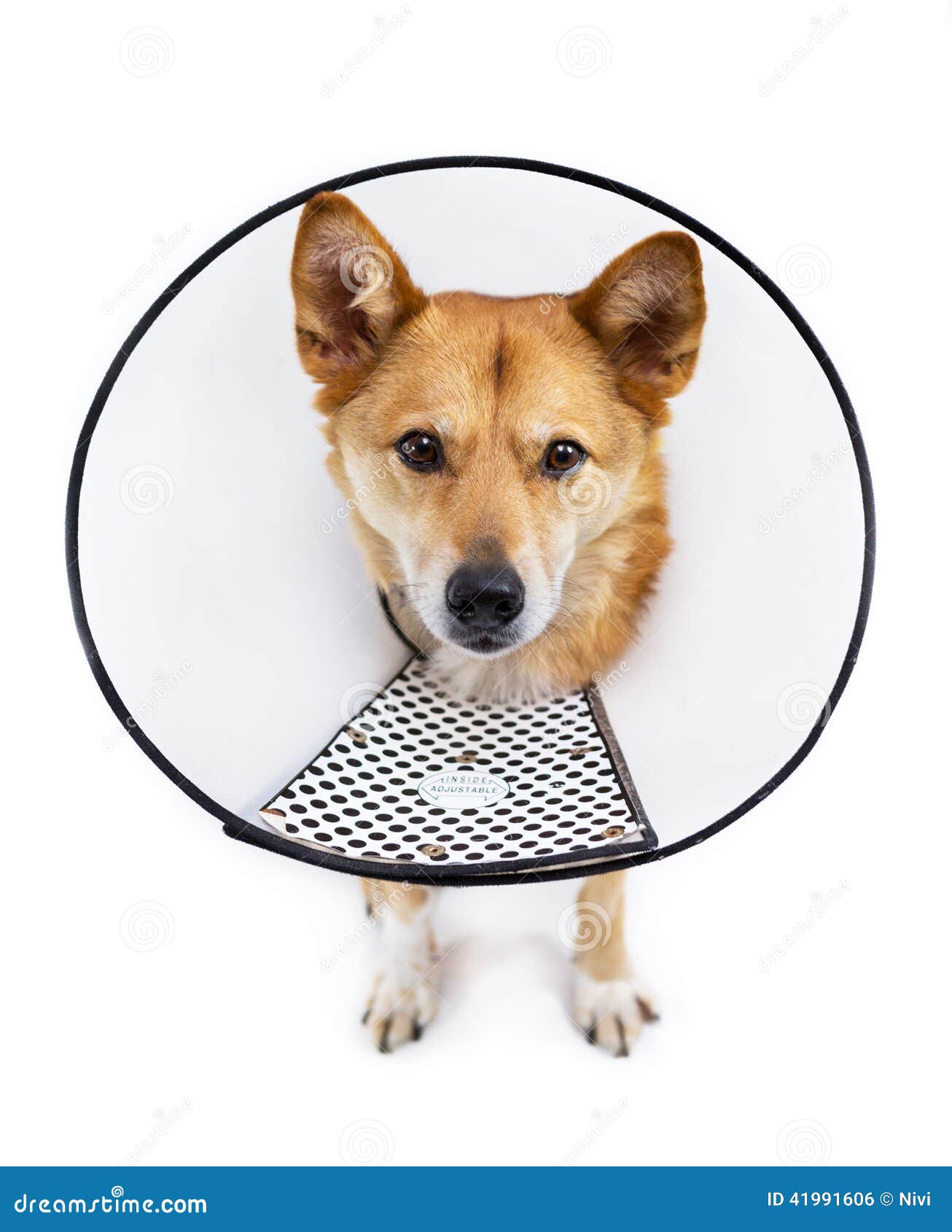 Cute Dog with Protective Hood Stock Photo - Image of hood, protection ...