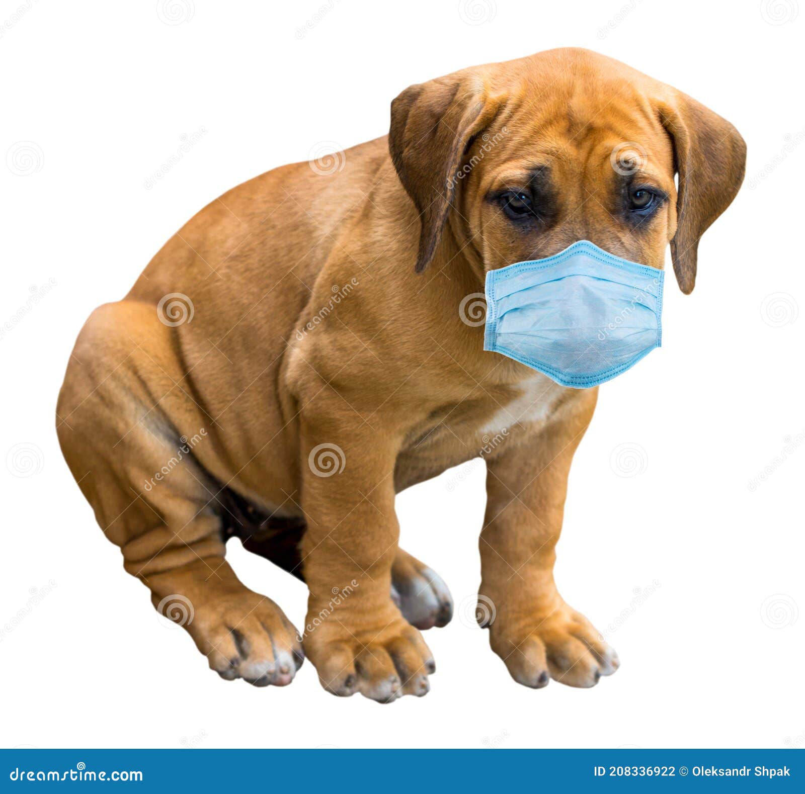 Dog in Protective Mask on a White Background Stock Photo - Image of ...