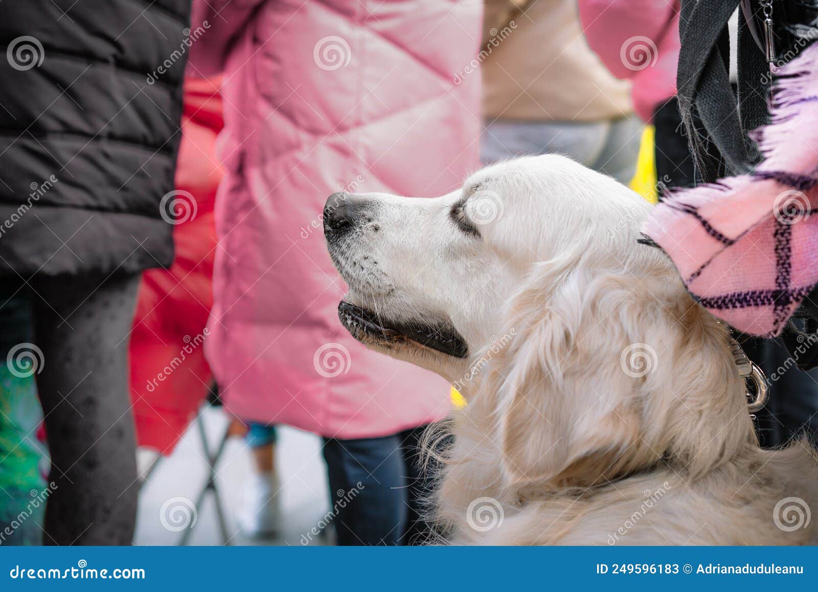 Dog at protest rally stock image. Image of nose, footwear - 249596183