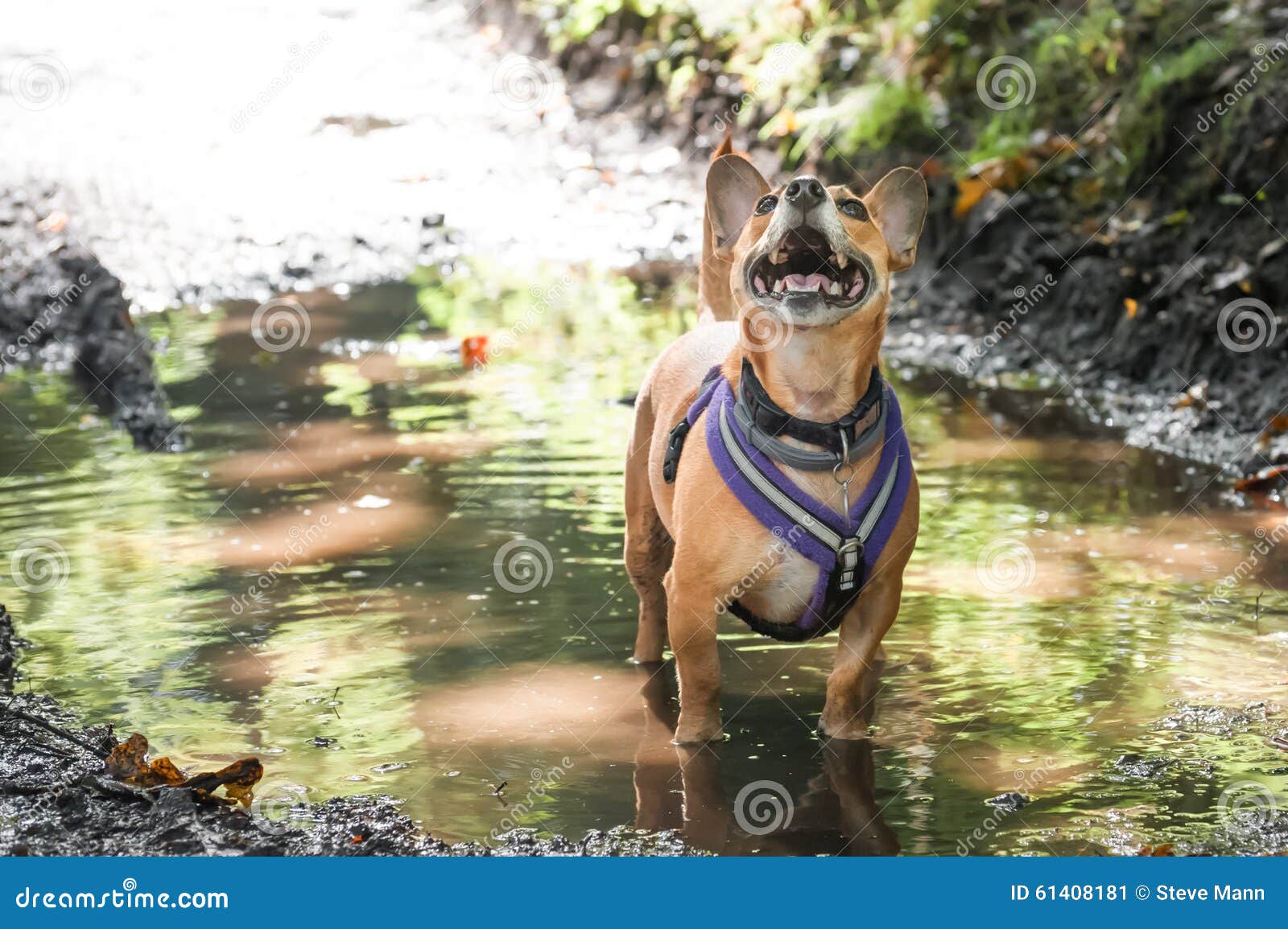 Dog in a puddle stock image. Image of dogs, animal, mammal - 61408181