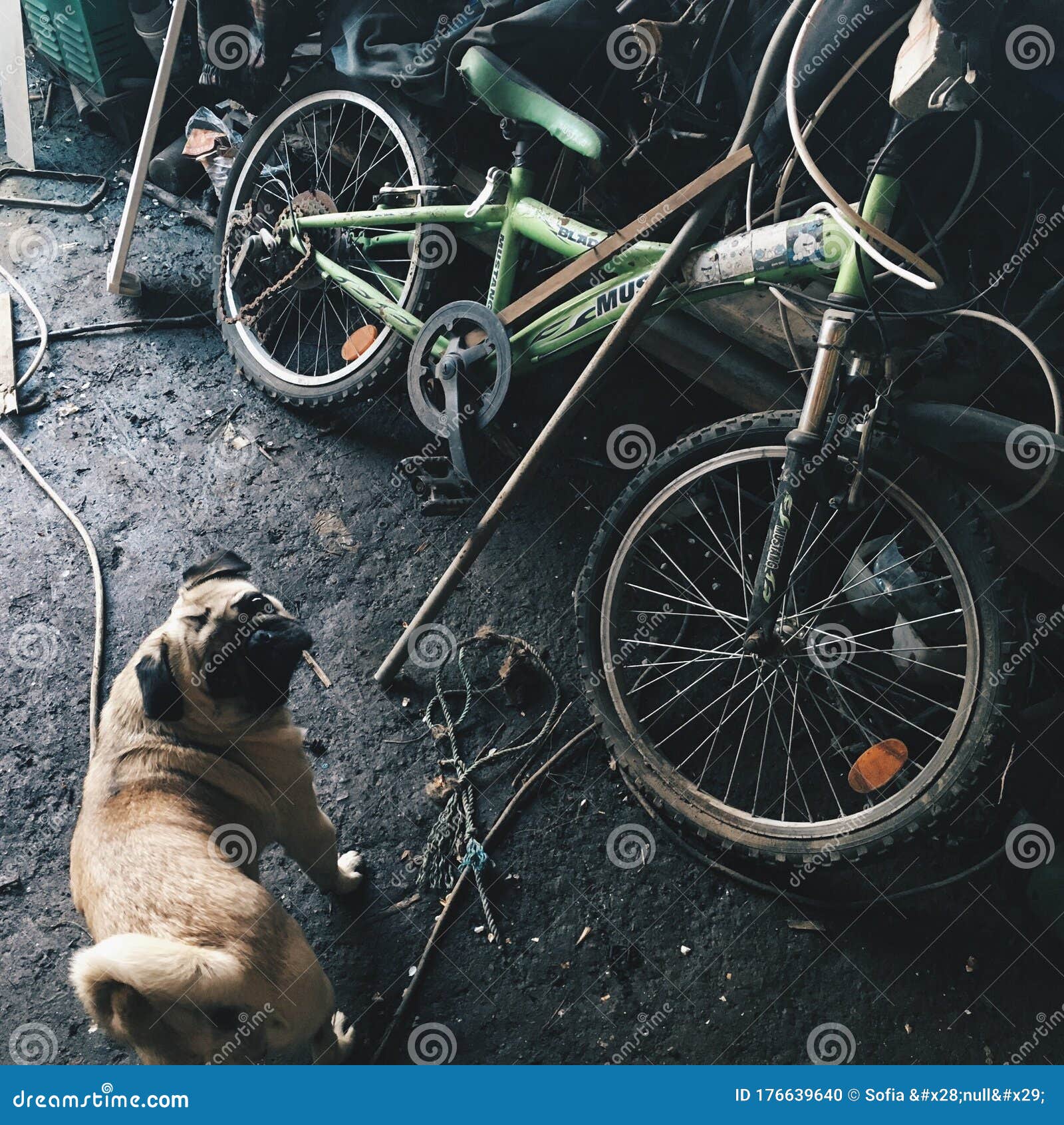 Dog editorial image. Image of bicycle, bike, animal - 176639640