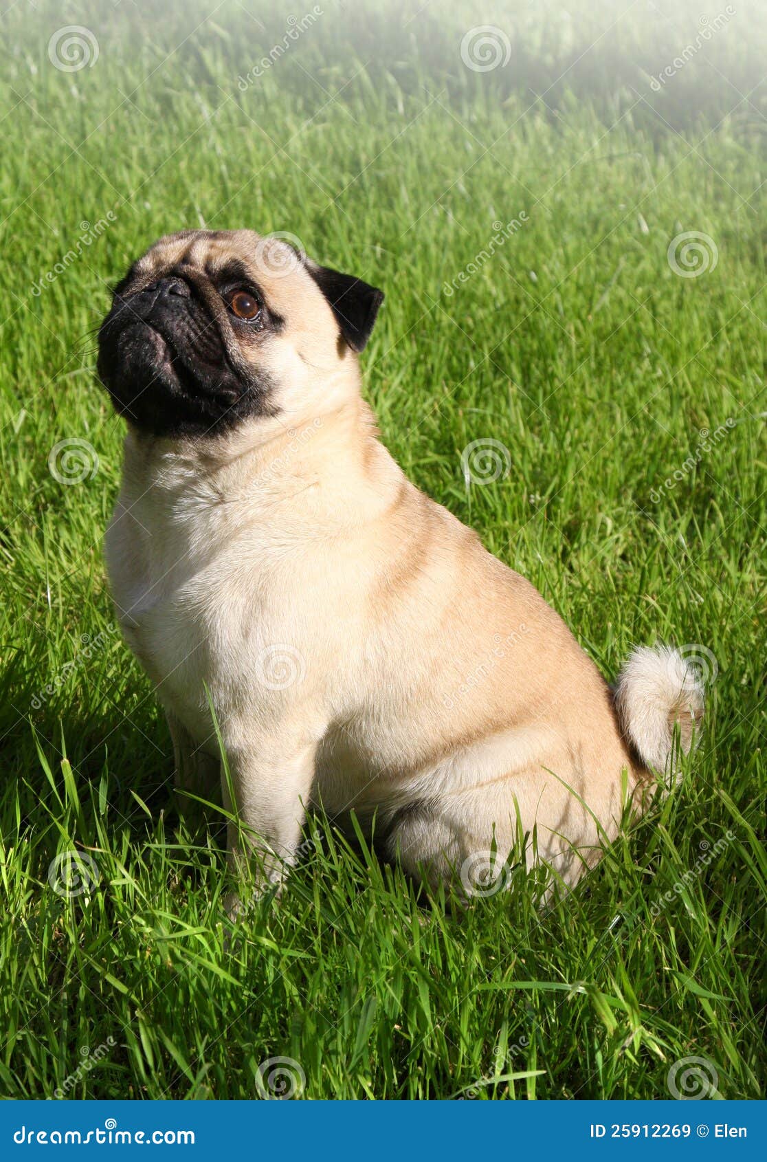 Dog Pug stock image. Image of exhibition, park, green - 25912269