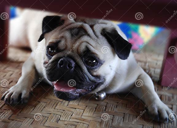 Dog pug stock photo. Image of cute, adorable, mammal, friendly - 7340812