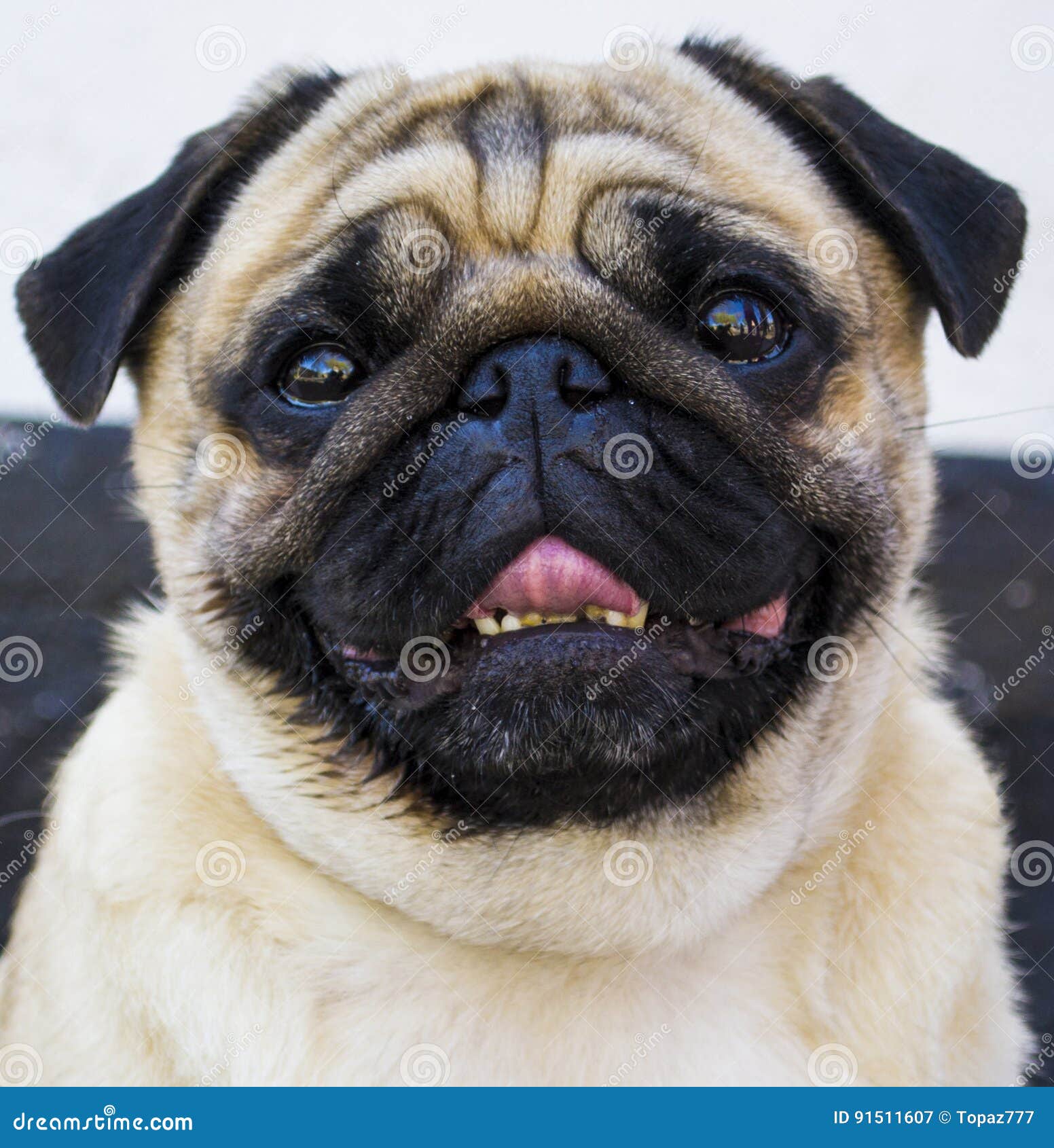 Dog Pug. Close Up Face of Cute Pug Stock Image - Image of canine, black ...