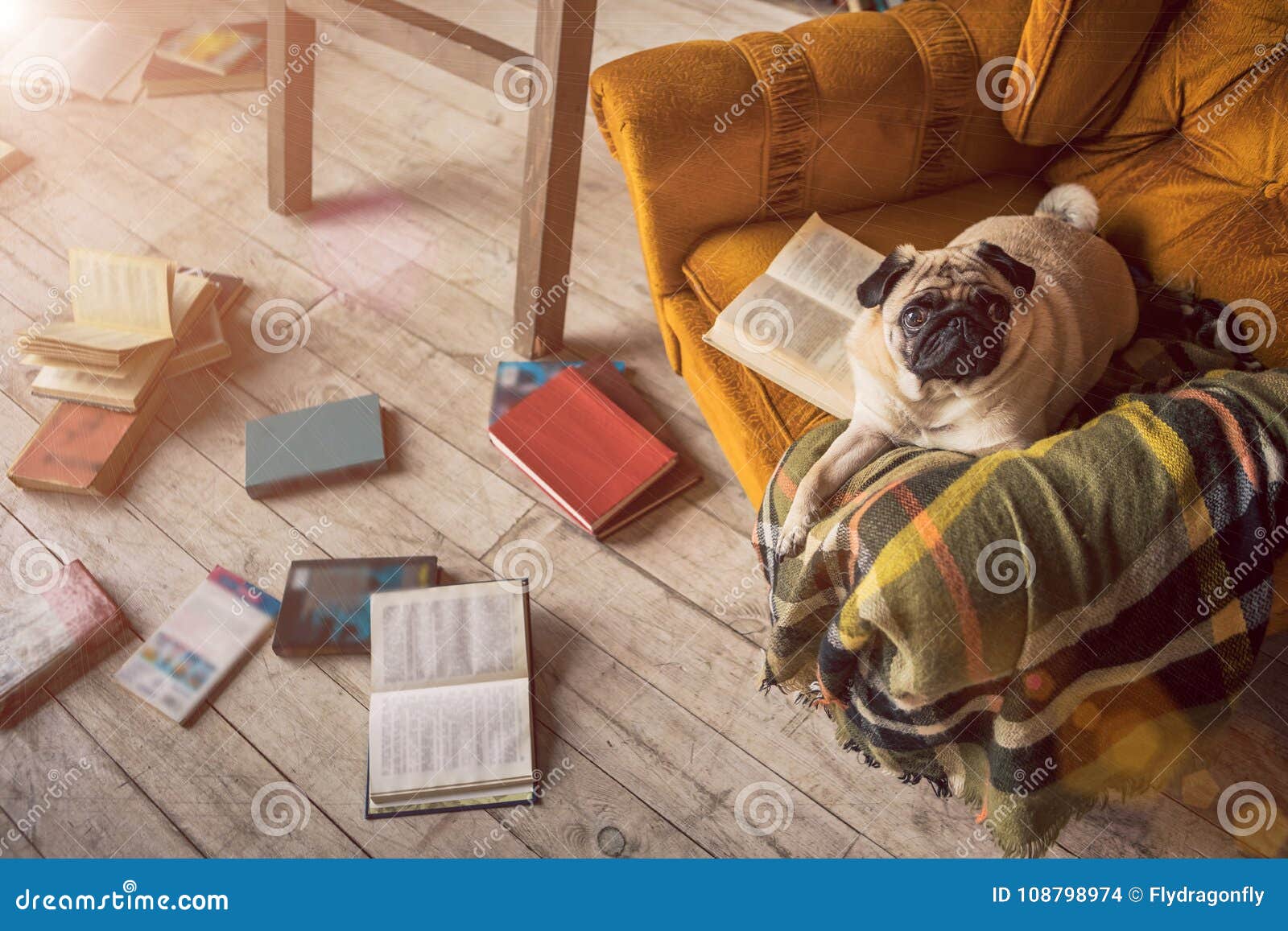 Smart dog in library stock photo. Image of elementaryage - 108798974