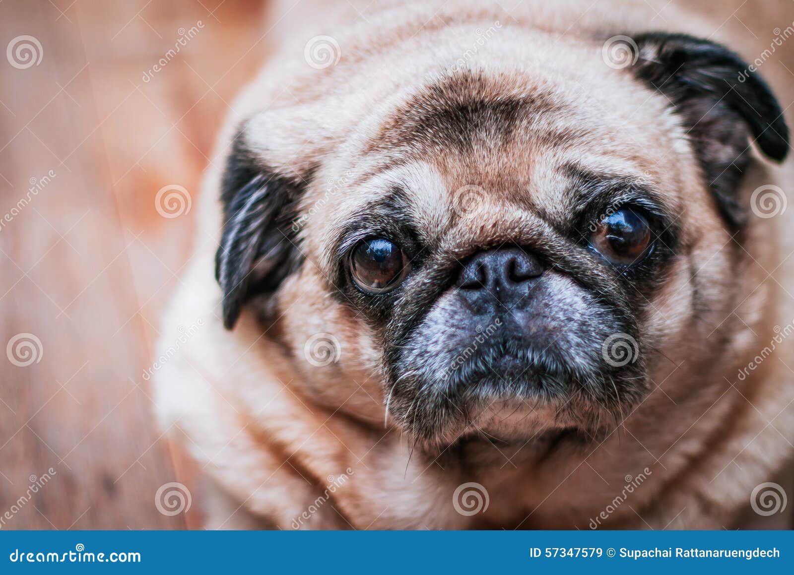 Dog Pug Looking into Camera Stock Image - Image of isolated, cute: 57347579