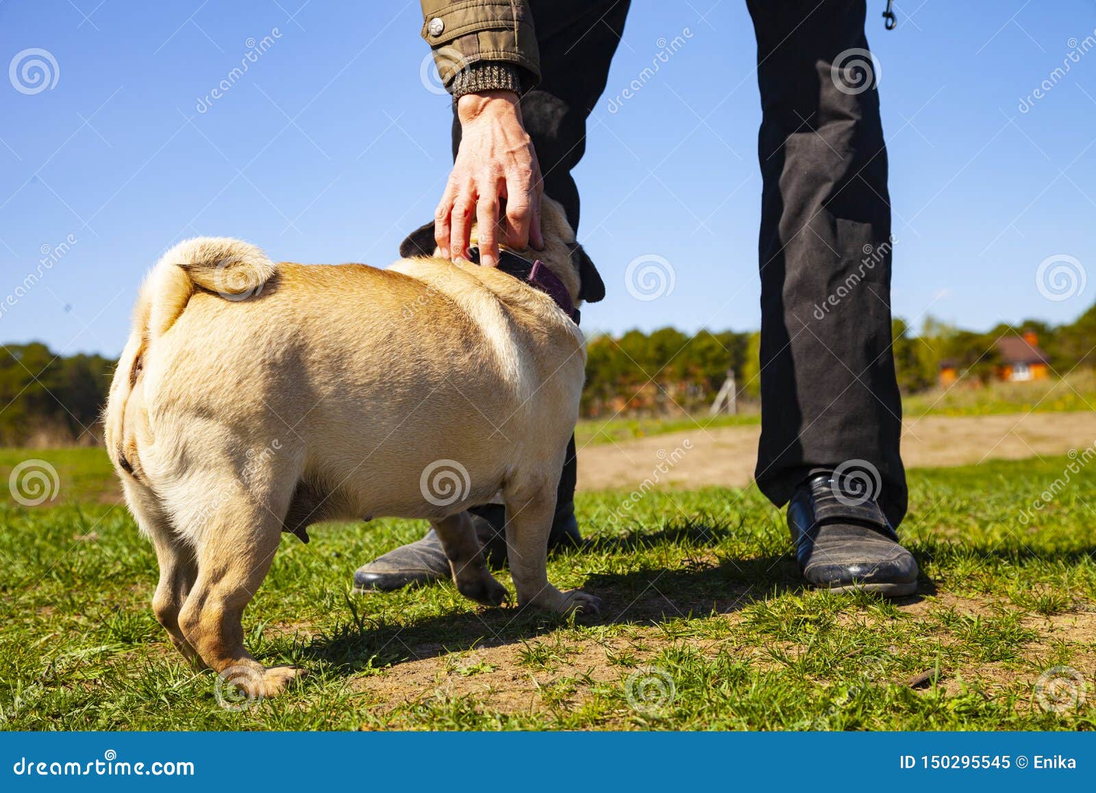 Dog Pug and Man on the Grass Stock Image - Image of beach, lifestyle ...