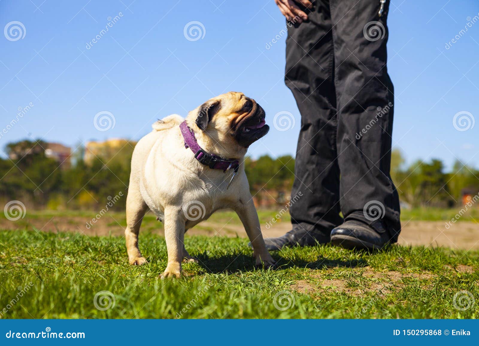 Dog Pug and Man on the Grass Stock Photo - Image of lifestyle, grass ...