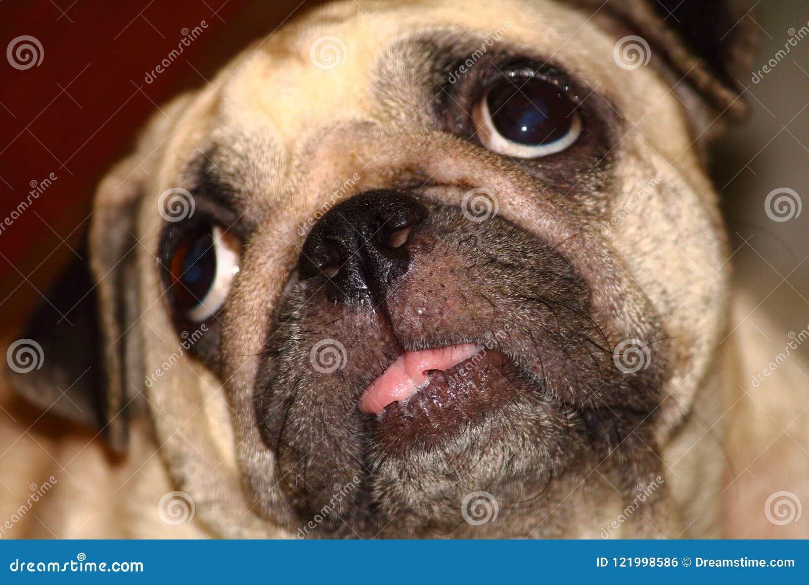Dog stock photo. Image of looks, confused - 121998586