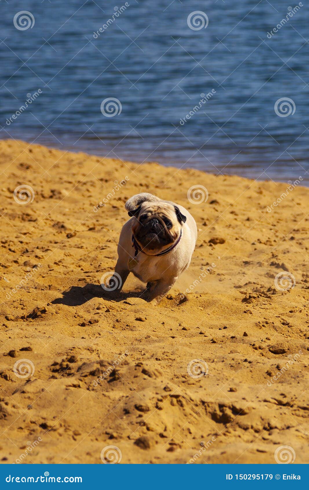 Dog Pug is Running on the Sand Stock Image - Image of cheerful, leisure ...