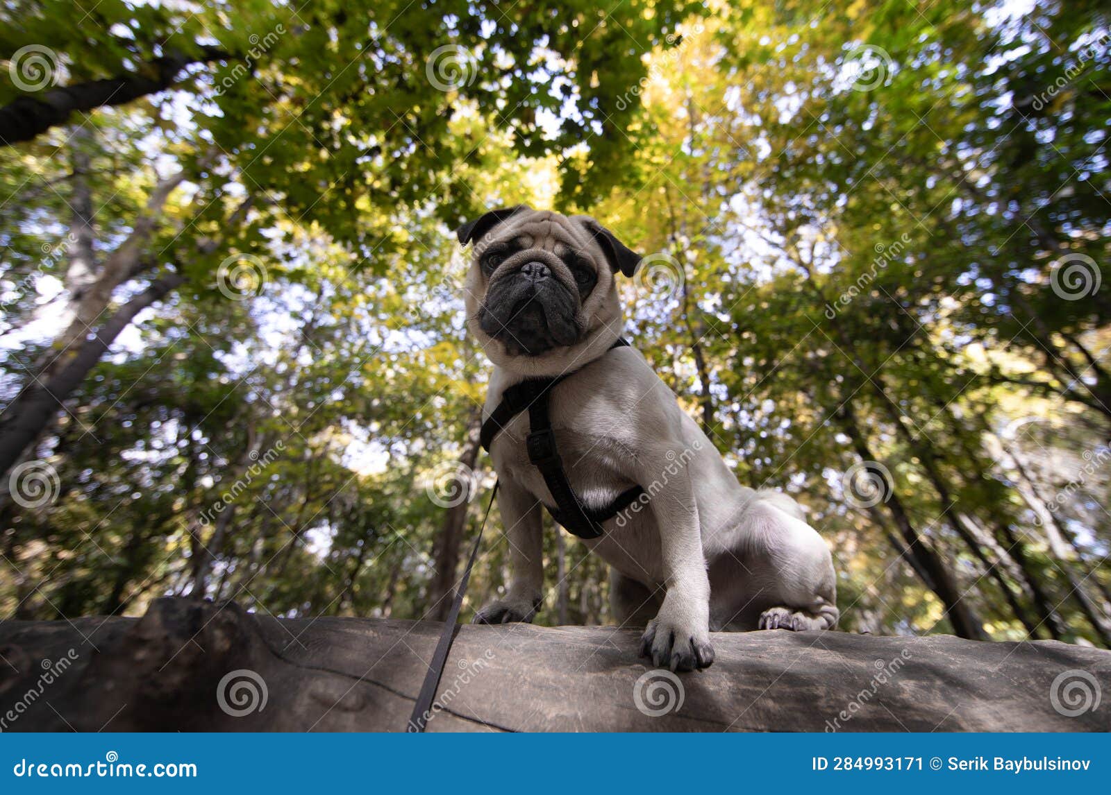 Dog pug on tree stock image. Image of animal, beautiful - 284993171
