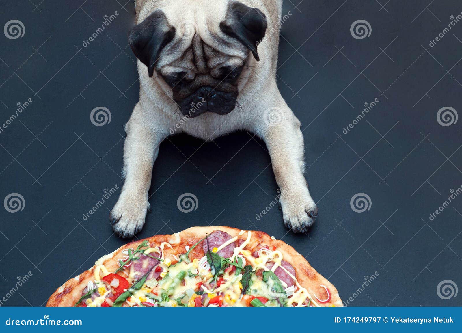 Dog Pug Waiting Command To Eat Pizza, Snack Stock Image - Image of ...