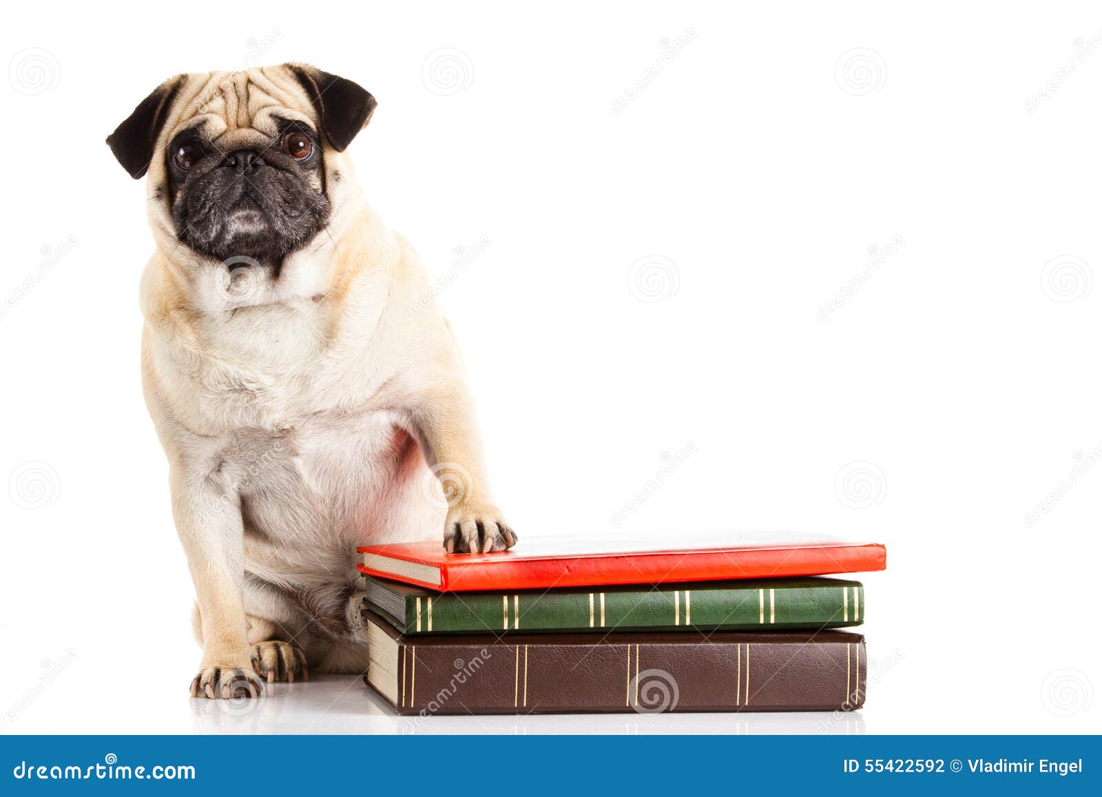 2,706 Pet Knowledge Stock Photos - Free & Royalty-Free Stock Photos ...