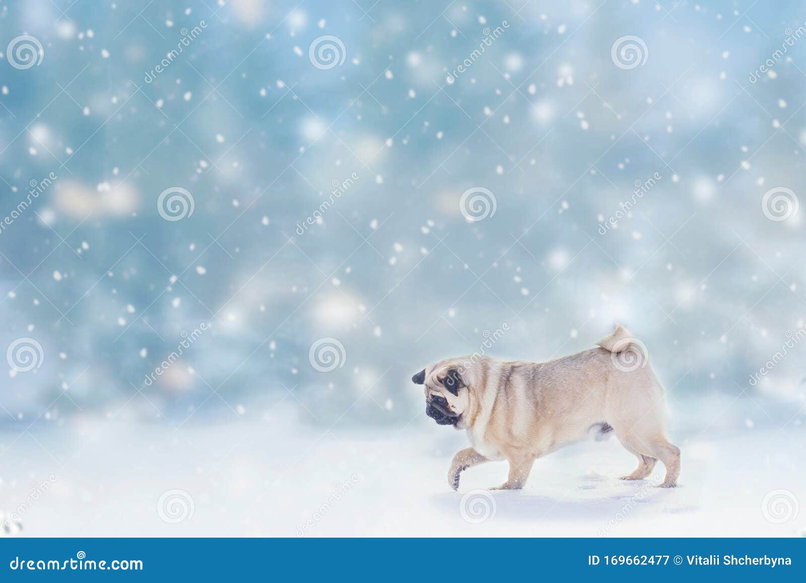 Dog pugon nature in winter stock image. Image of breed - 169662477