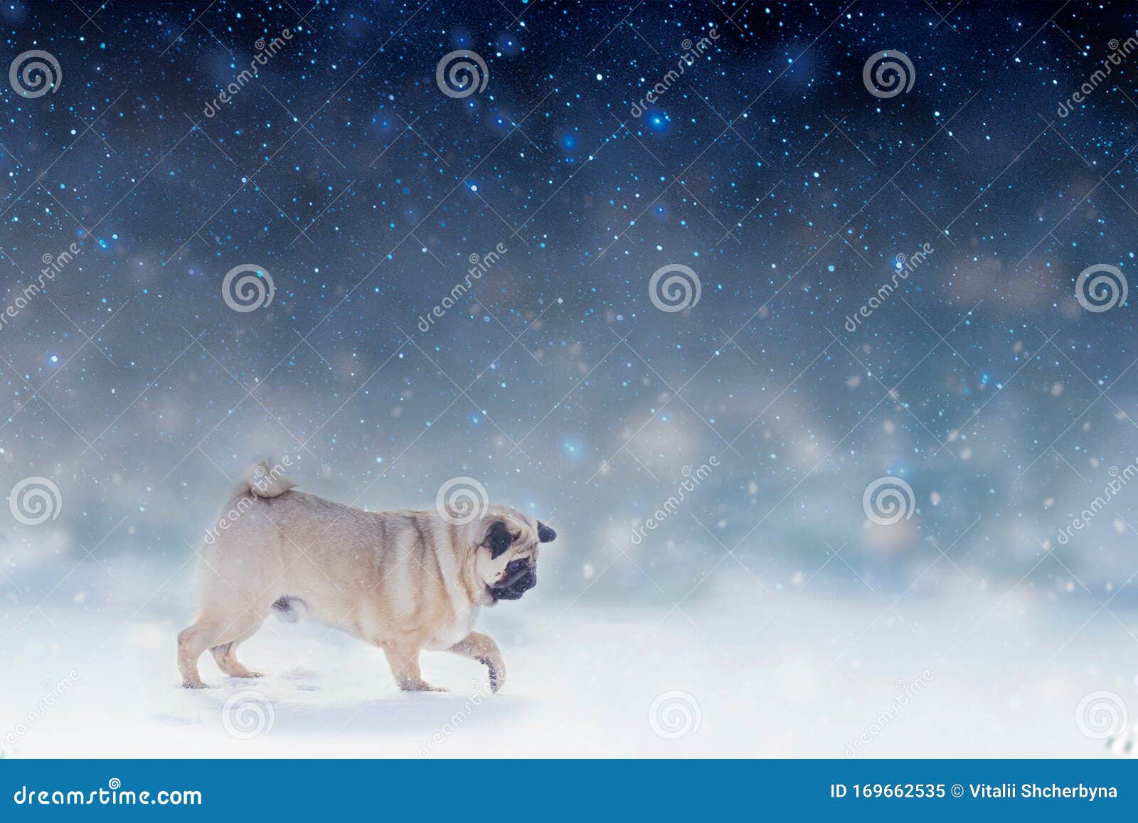 Dog pugon nature in winter stock image. Image of outside - 169662535