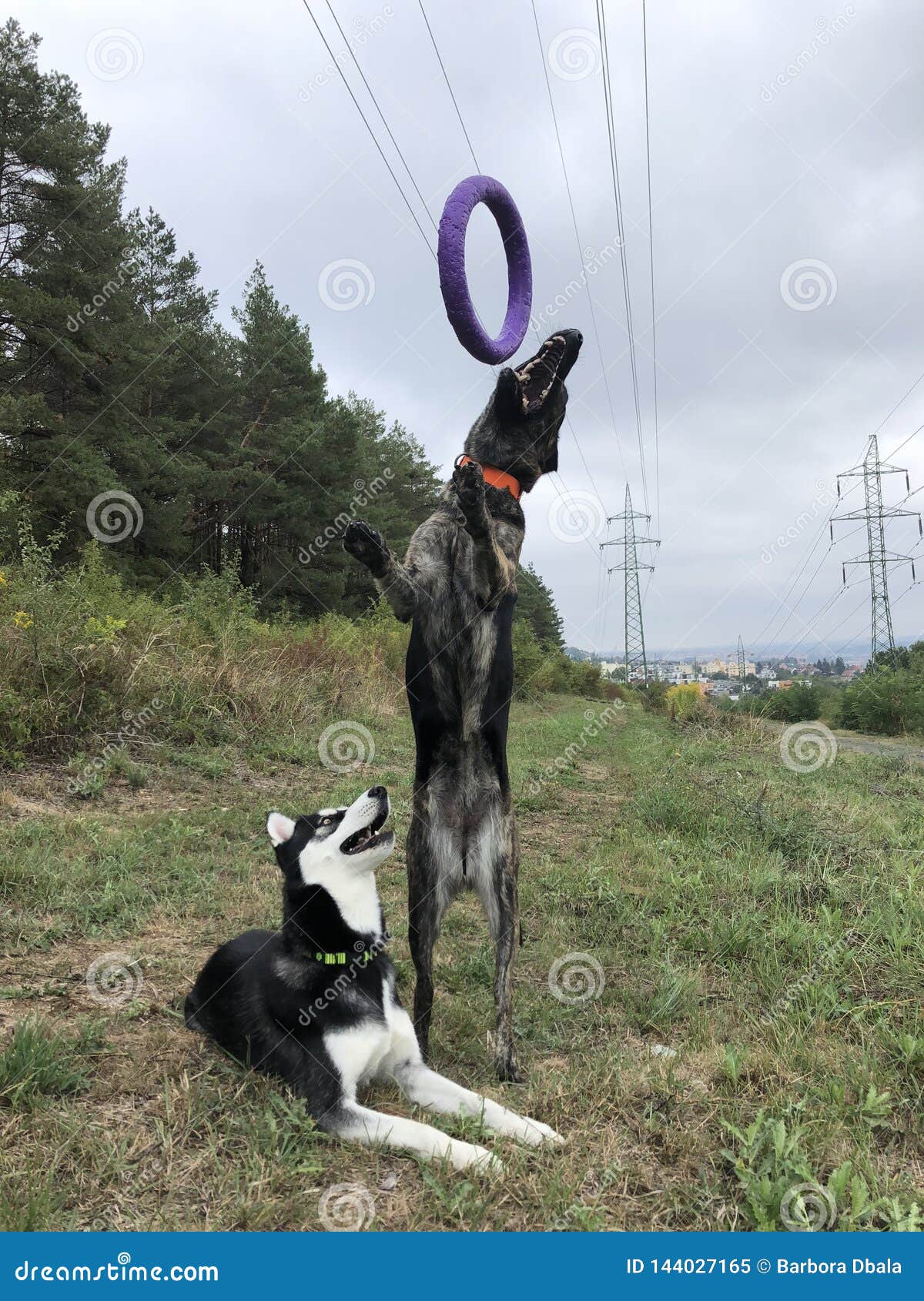 Dog puller stock image. Image of husky, nature, puller - 144027165