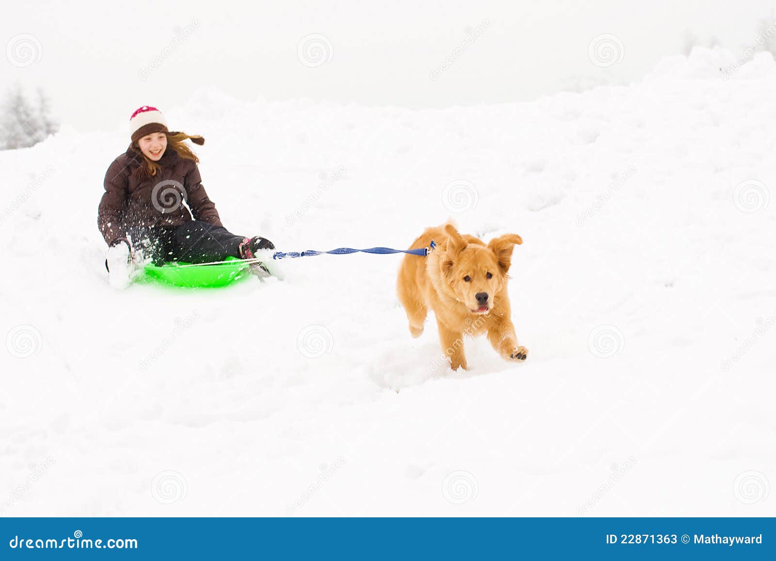 Dog Pulling a Happy Kid on a Snow Sled Stock Image - Image of white ...