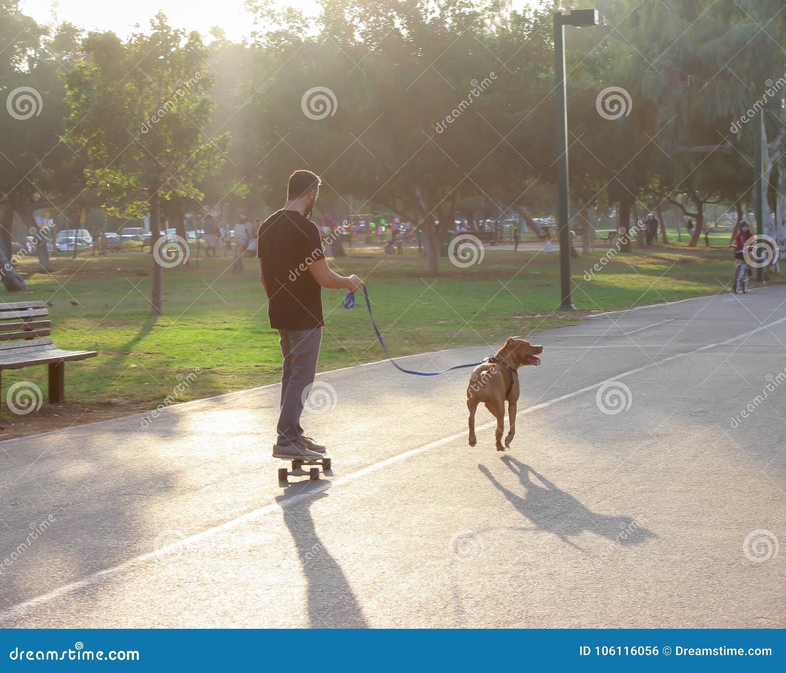 Dog Pulling His Owner on a Skateboard Editorial Photo - Image of bright ...