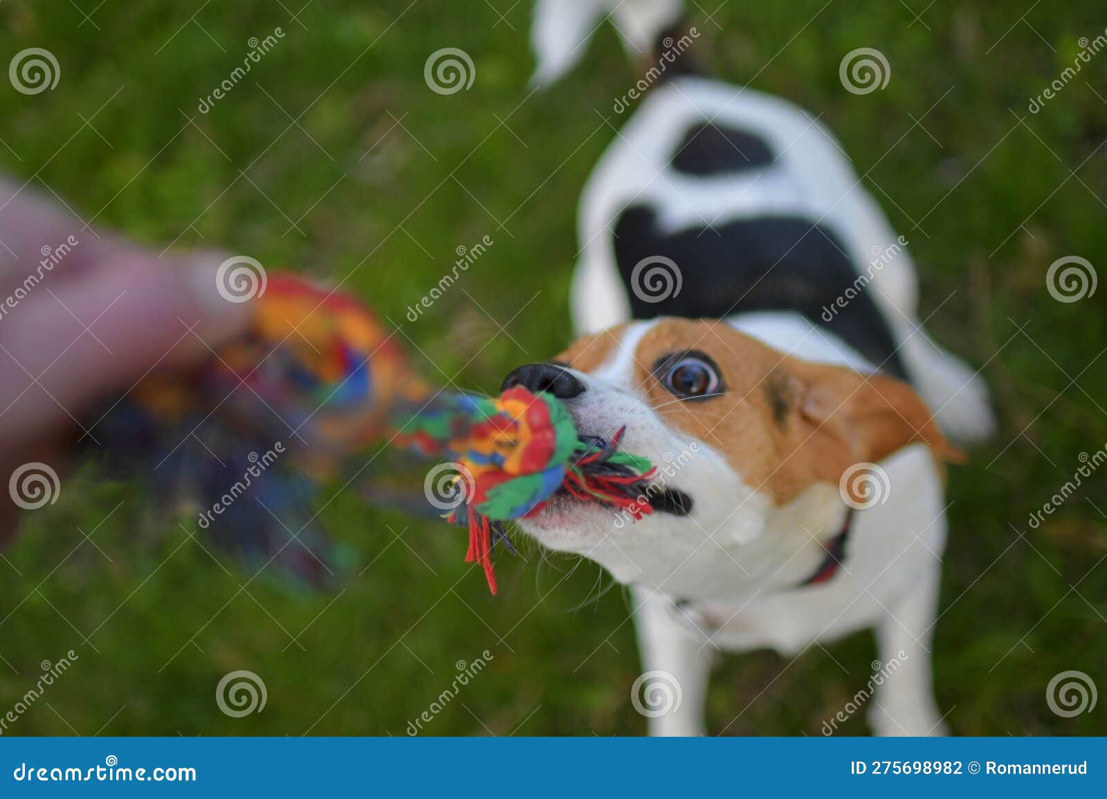 A Dog Pulling a Rope. Beagle Dog Playing with His Master. Dog and His ...