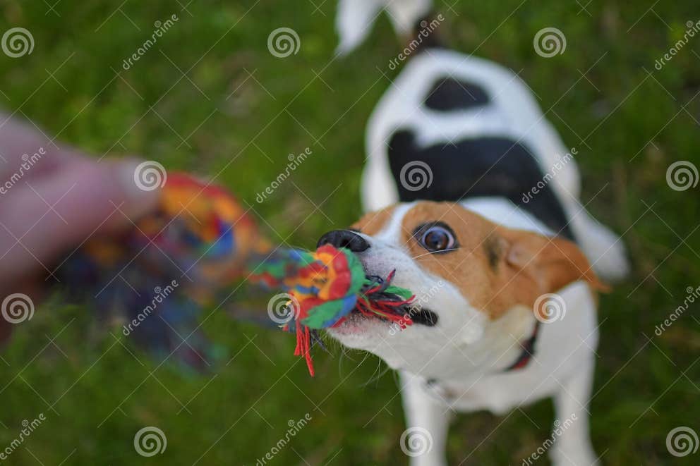 A Dog Pulling a Rope. Beagle Dog Playing with His Master. Dog and His ...