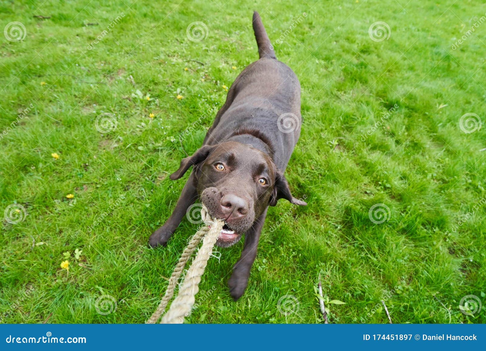 Dog Pulling on Rope in Yard Stock Image - Image of pulling, collar ...