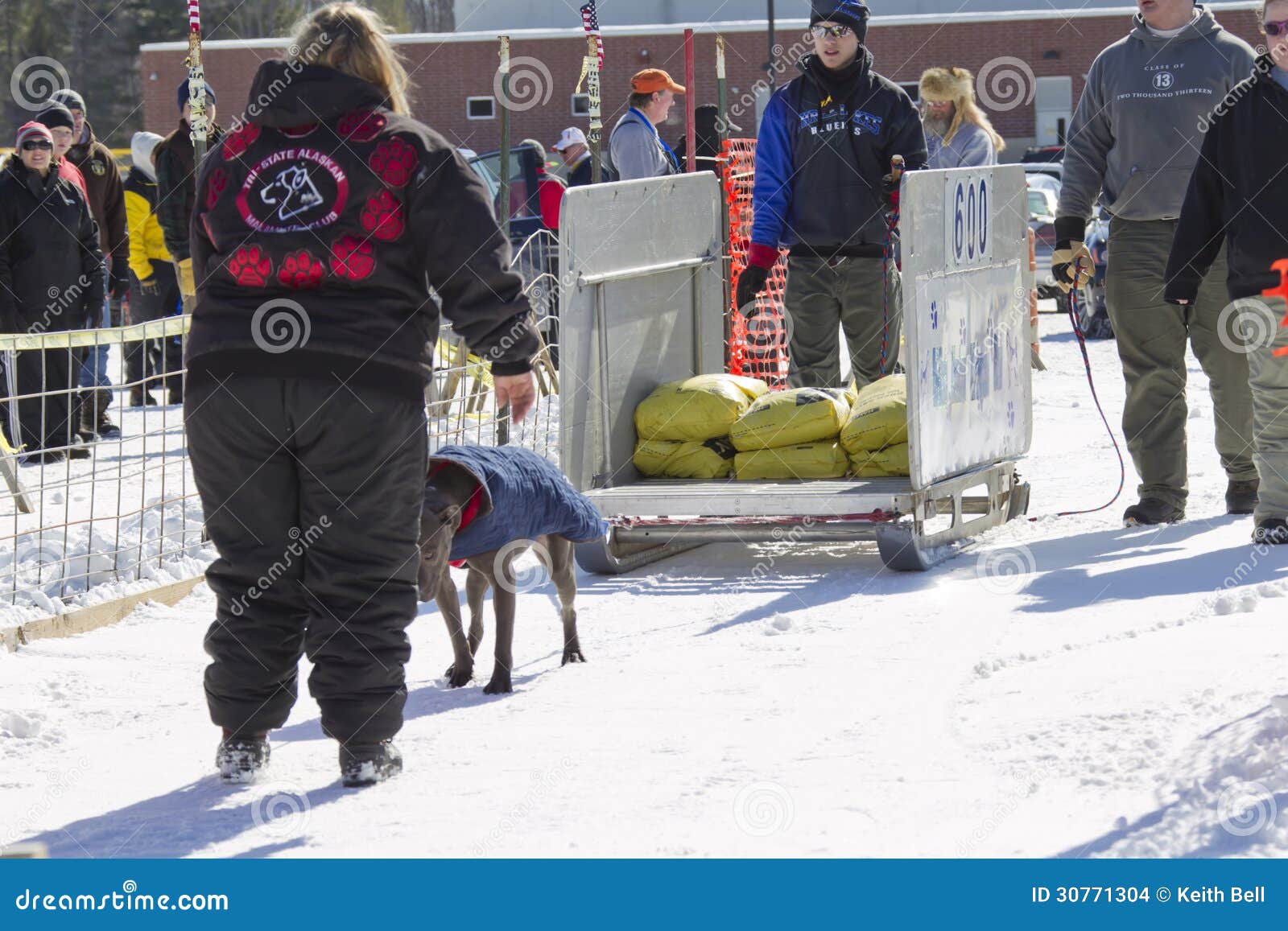 Dog Pulling Sled editorial stock image. Image of eagle - 30771304