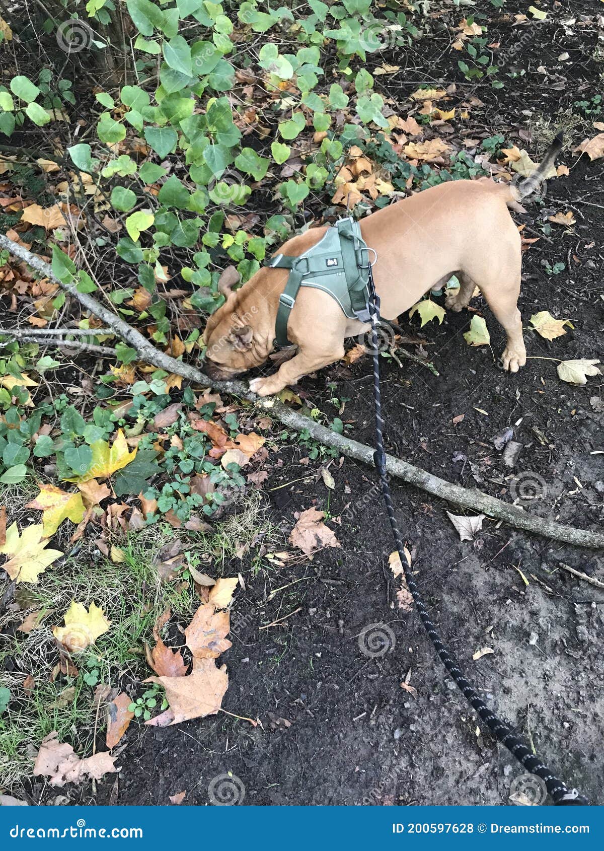 Dog pulling on a stick stock photo. Image of green, stick - 200597628