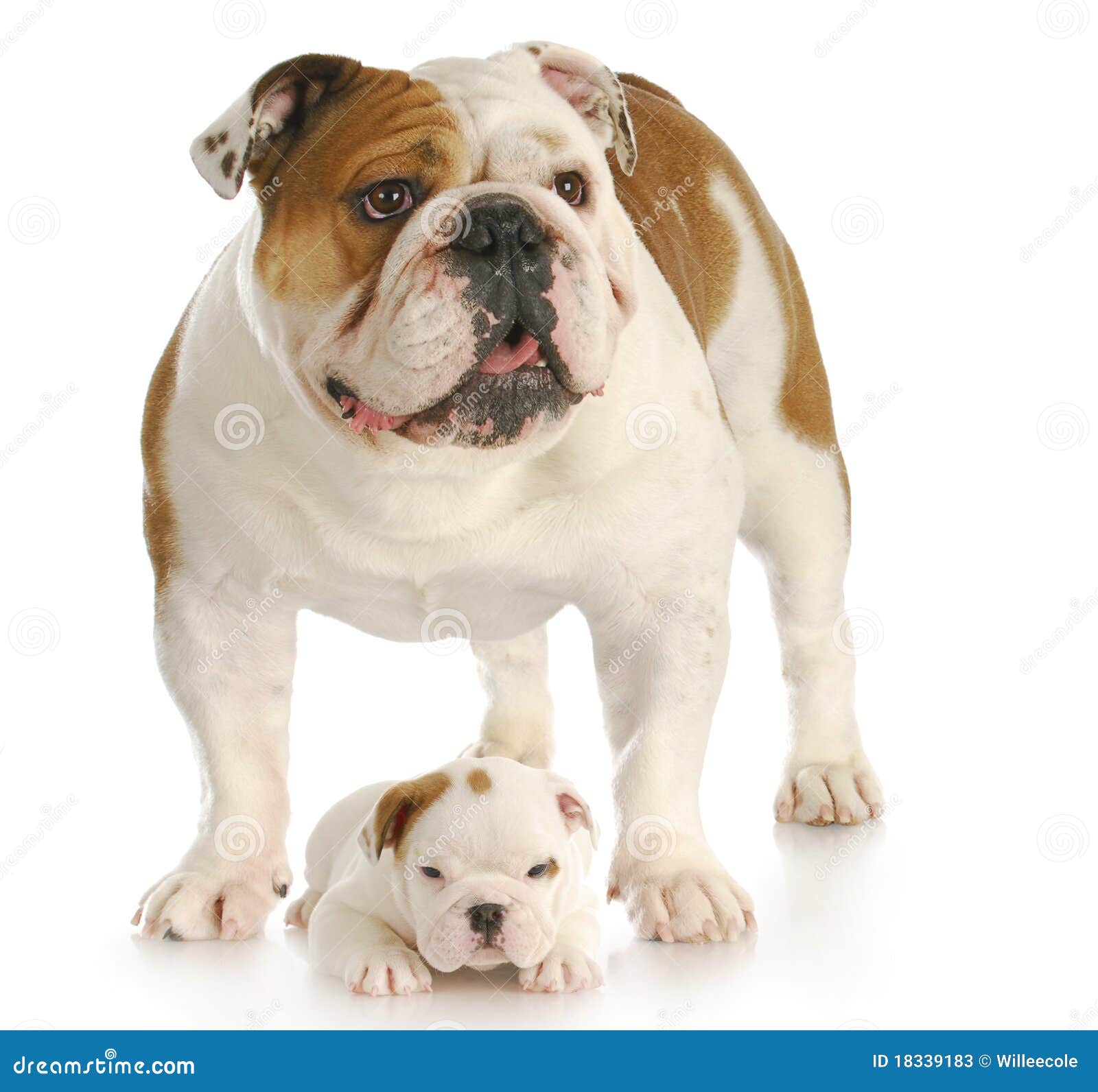 Dog and puppy stock image. Image of lips, animal, domestic - 18339183