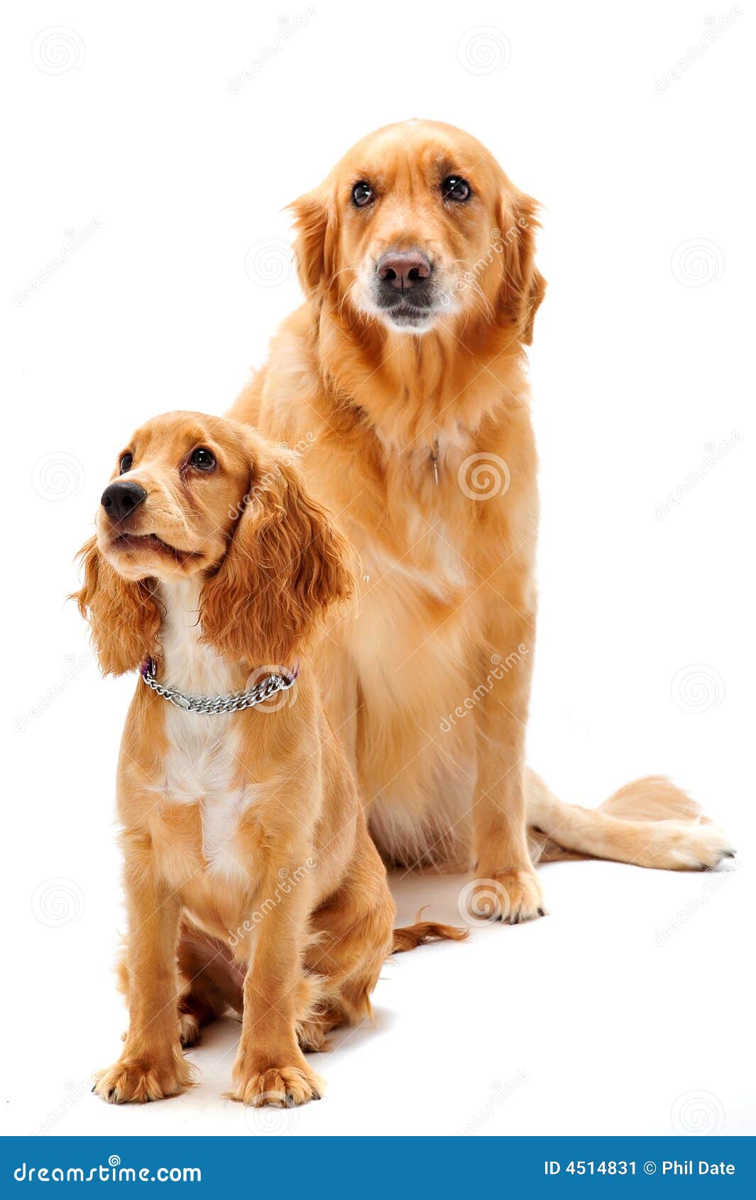 Stock Image: Dog And Puppy Picture. Image: 4514831