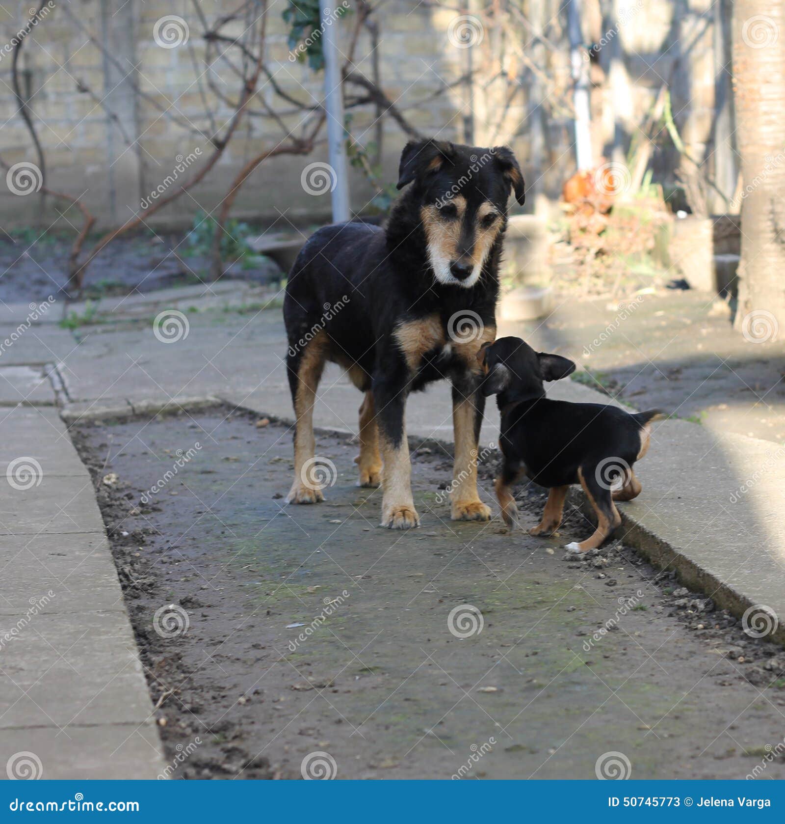 Dog and puppy stock image. Image of animal, mammal, cute - 50745773