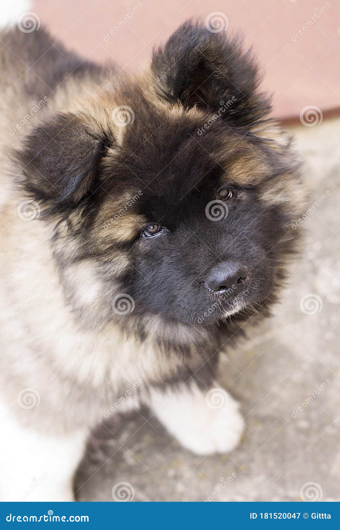 Dog Puppy Waiting for Command Stock Image - Image of pointy, proud ...