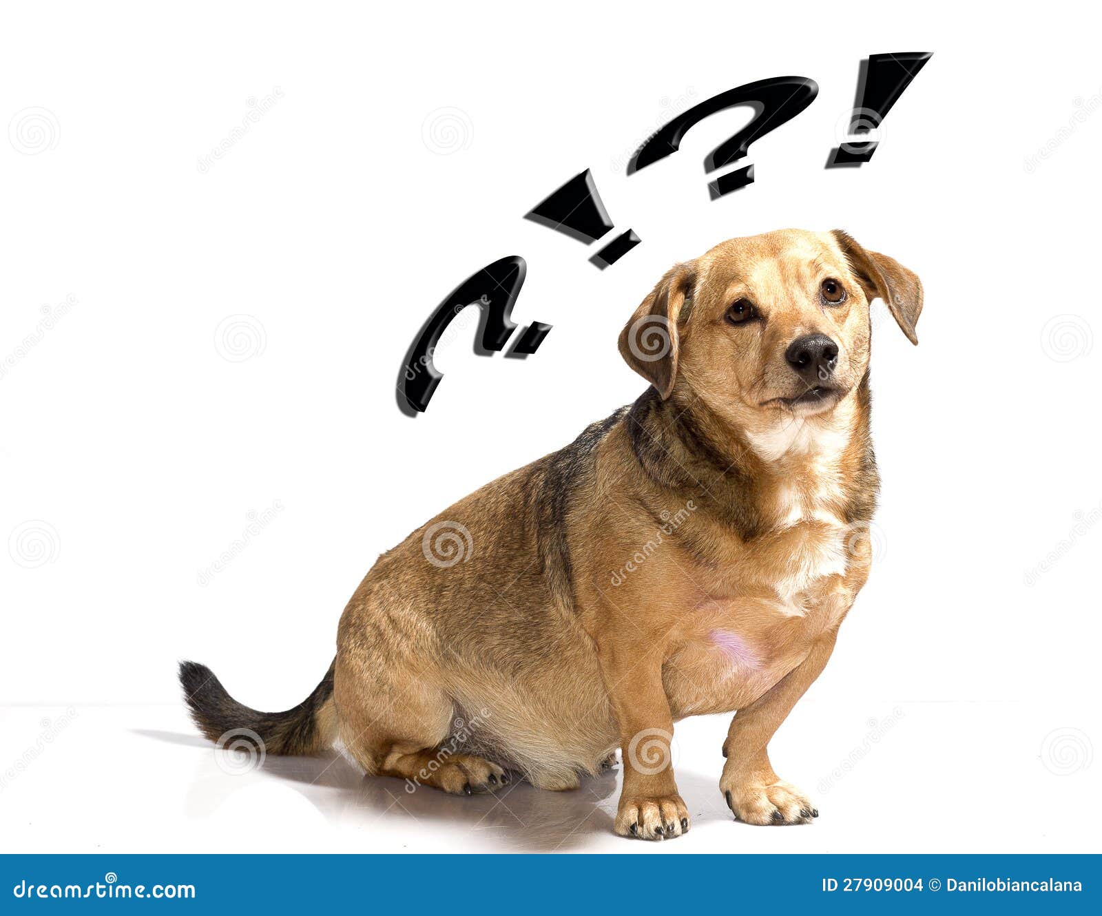 Dog puzzled stock photo. Image of pose, doggy, face, happy - 27909004