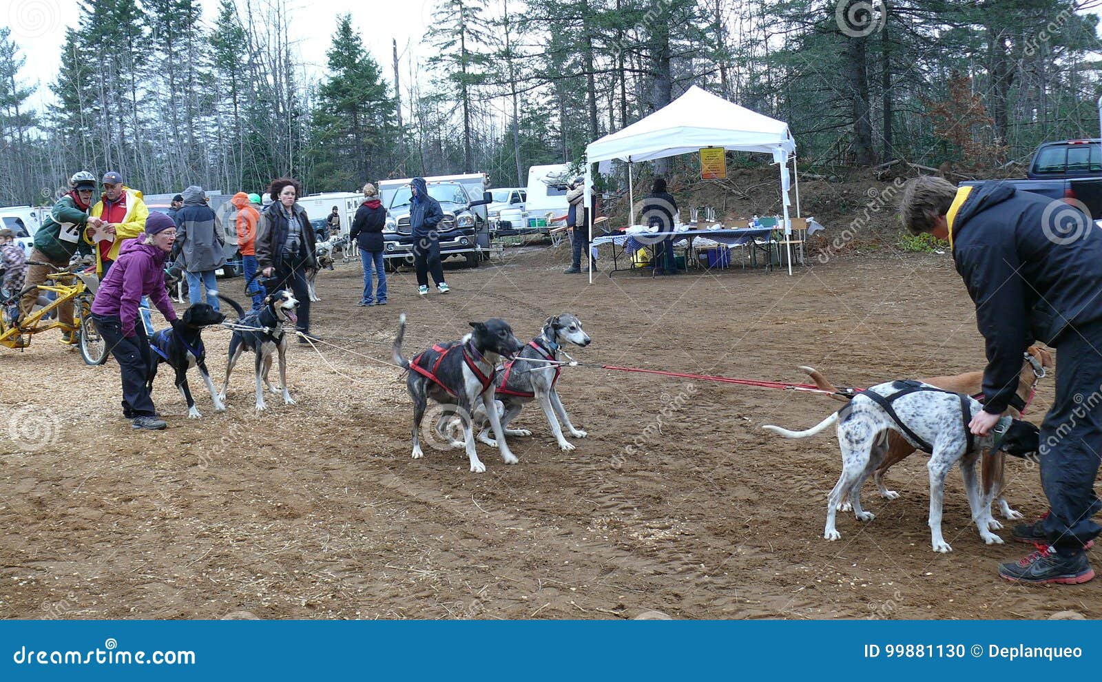 Dog in Quebec. Canada, North America. Editorial Image - Image of ...