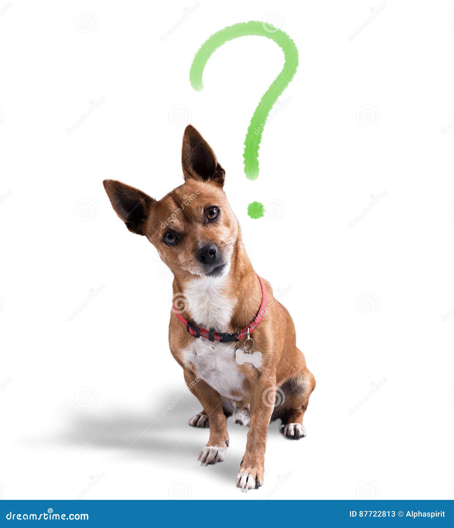 Confused Expression Dog