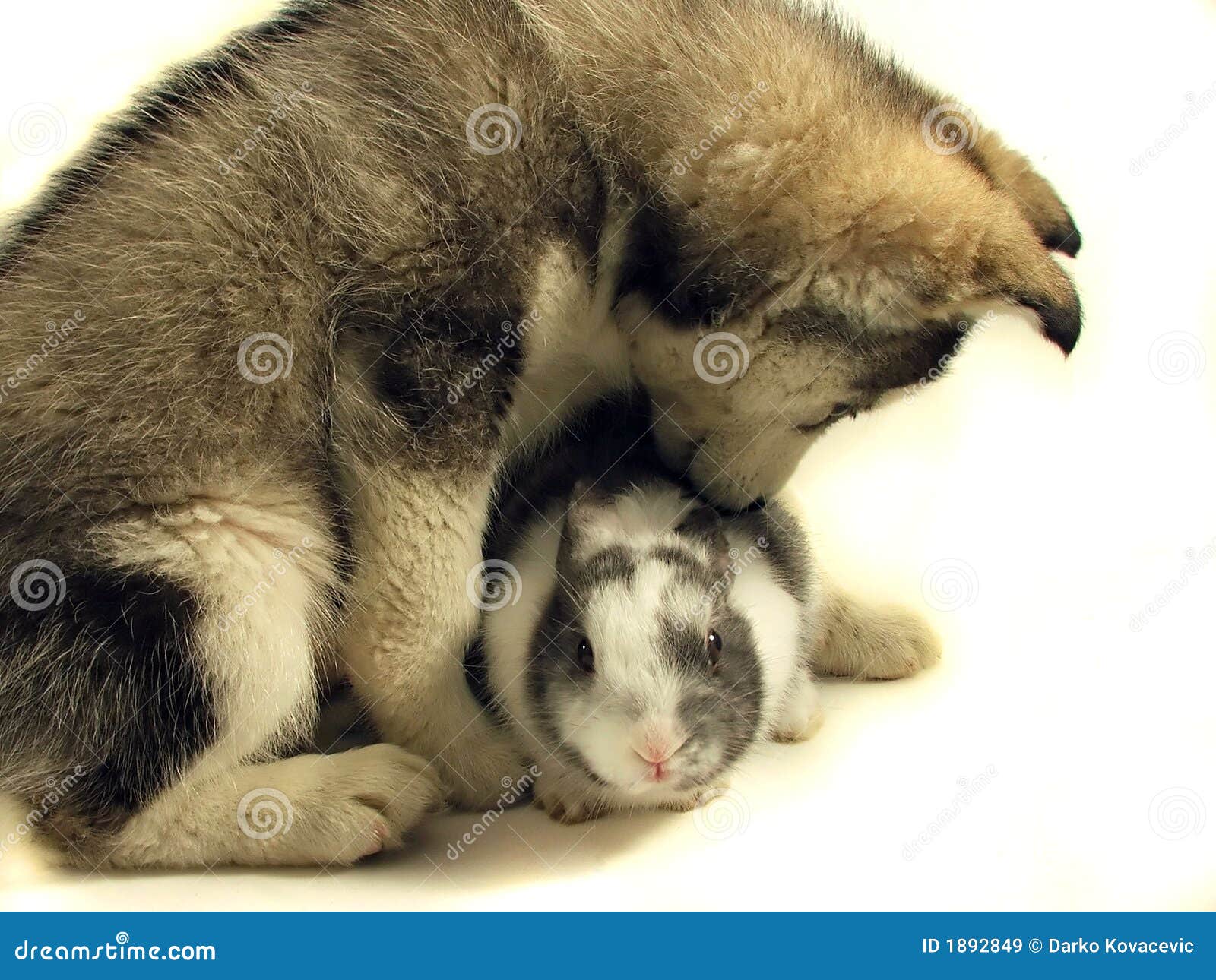 Dog and rabbit stock image. Image of husky, cute, friendship - 1892849