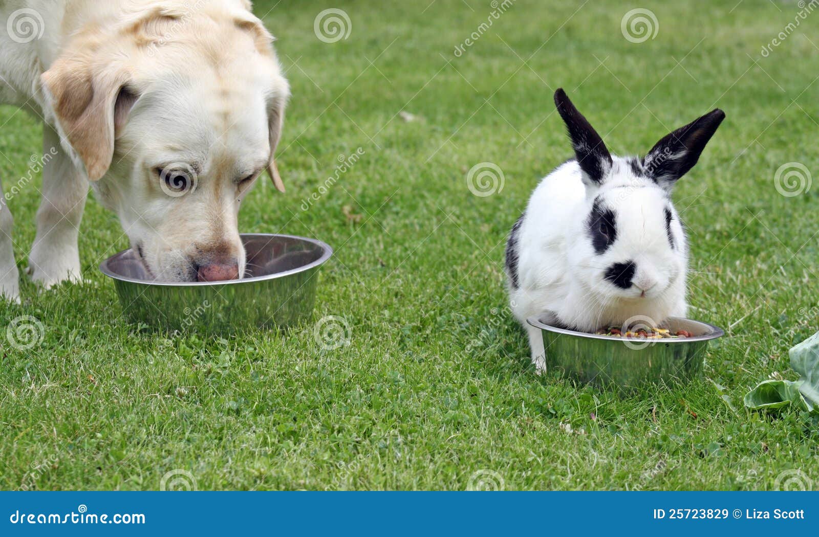 Dog and rabbit stock image. Image of purebred, shot, labrador - 25723829