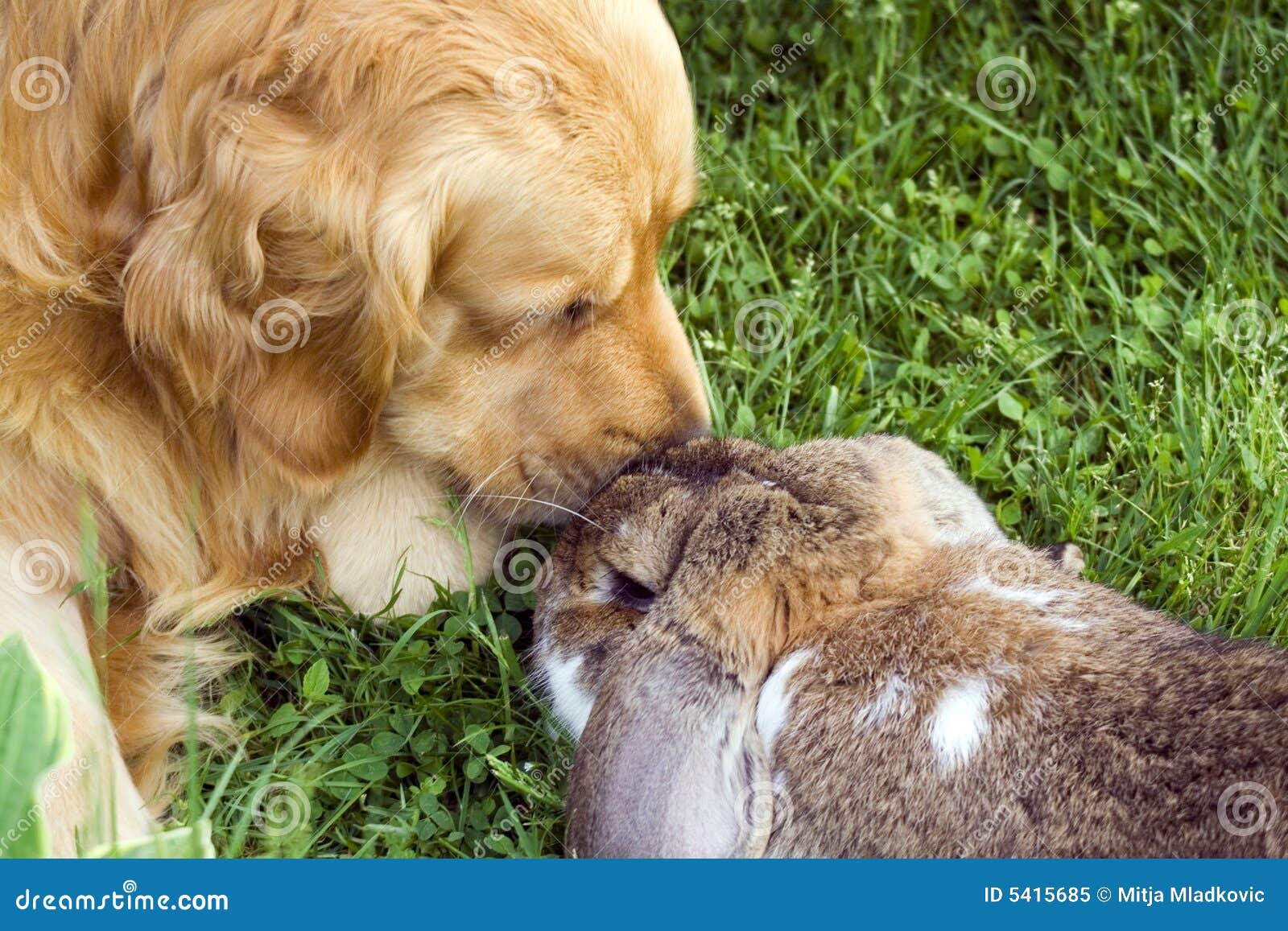 Dog and rabbit stock image. Image of puppy, rodent, small - 5415685
