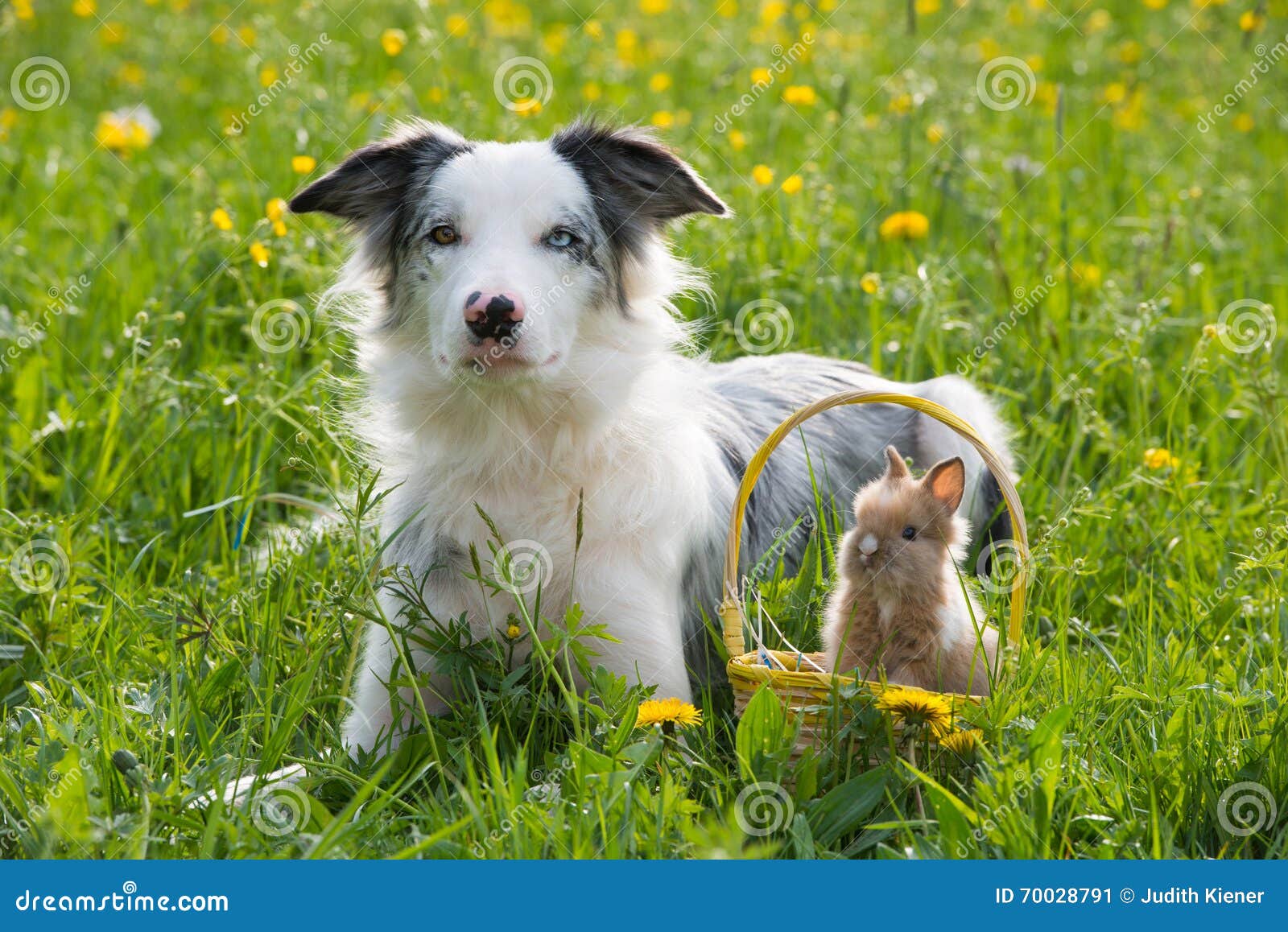 Dog with rabbit stock image. Image of pets, background - 70028791