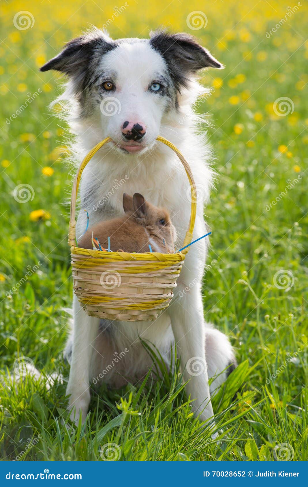 Dog with rabbit stock photo. Image of holding, copy, border - 70028652