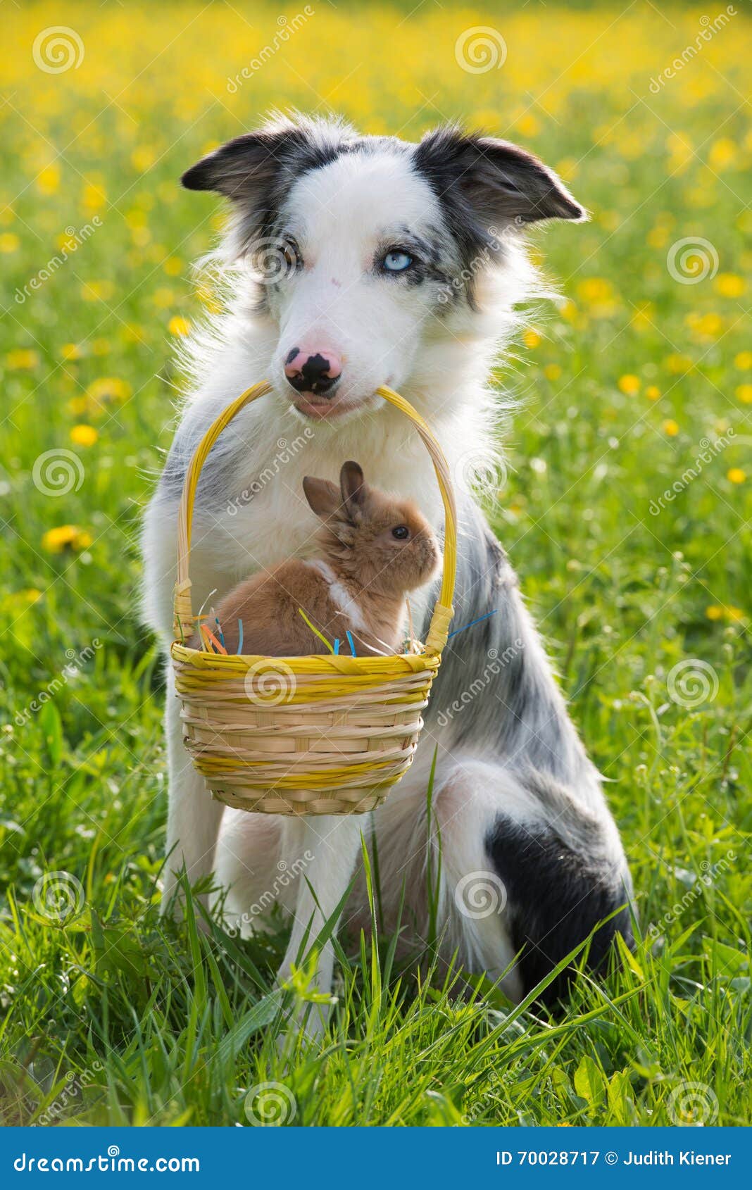 Dog with rabbit stock image. Image of easter, springtime - 70028717