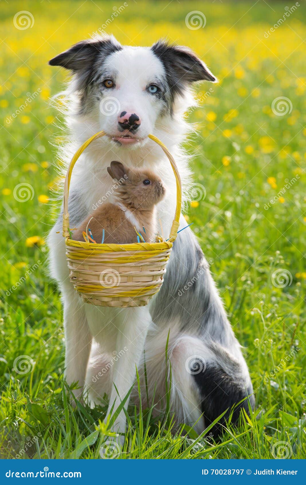 Dog with rabbit stock image. Image of dandelion, easter - 70028797
