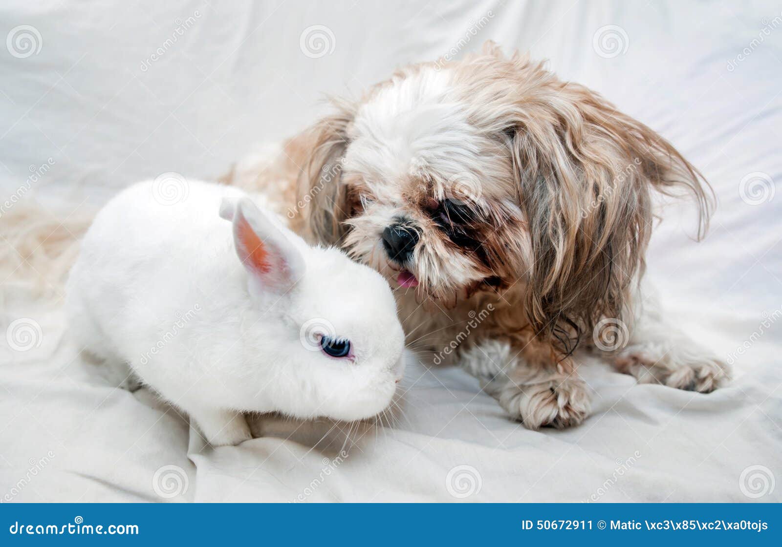 Dog and rabbit playing stock image. Image of nice, white - 50672911