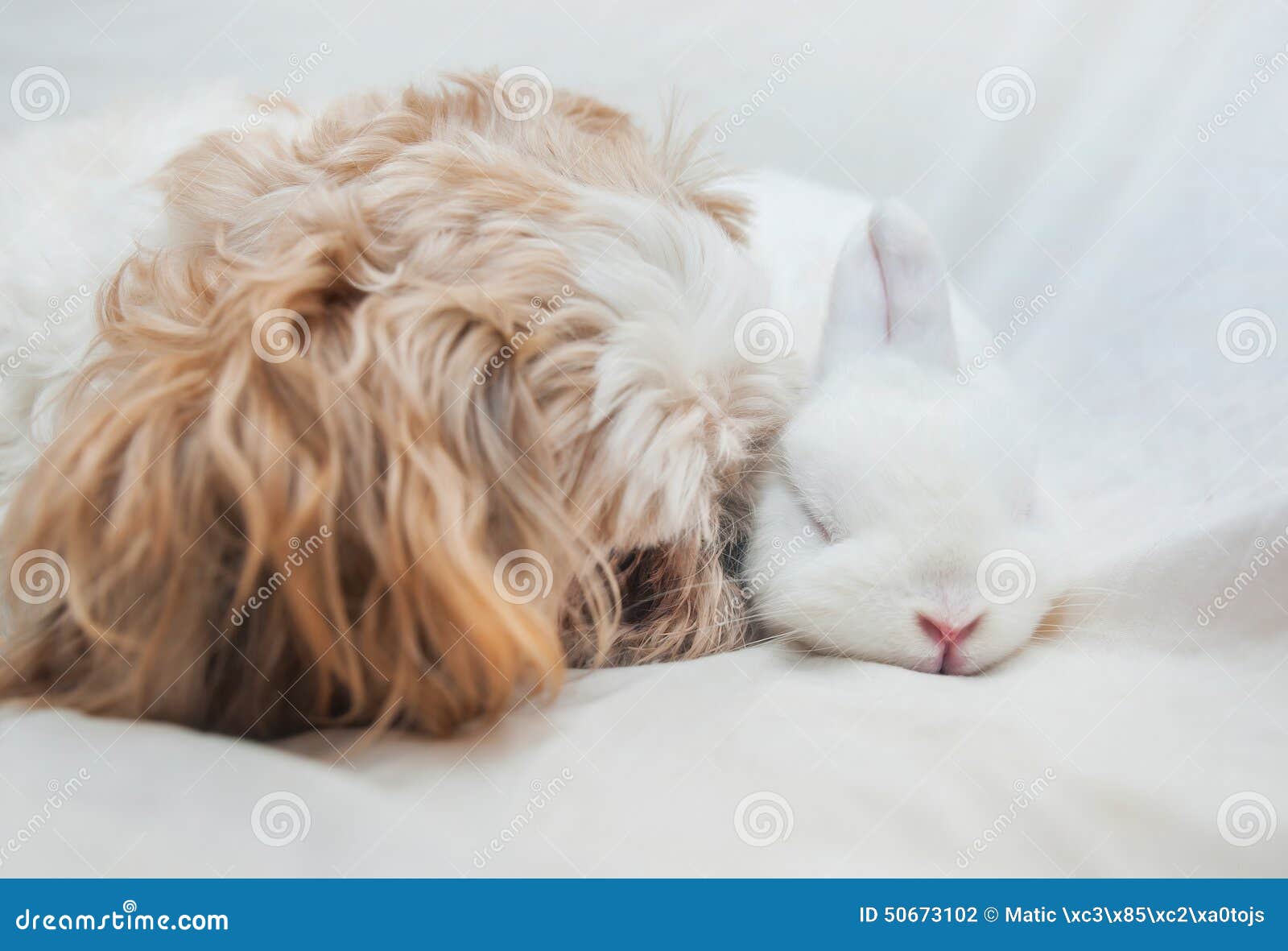 Dog and rabbit playing stock photo. Image of cute, concept - 50673102