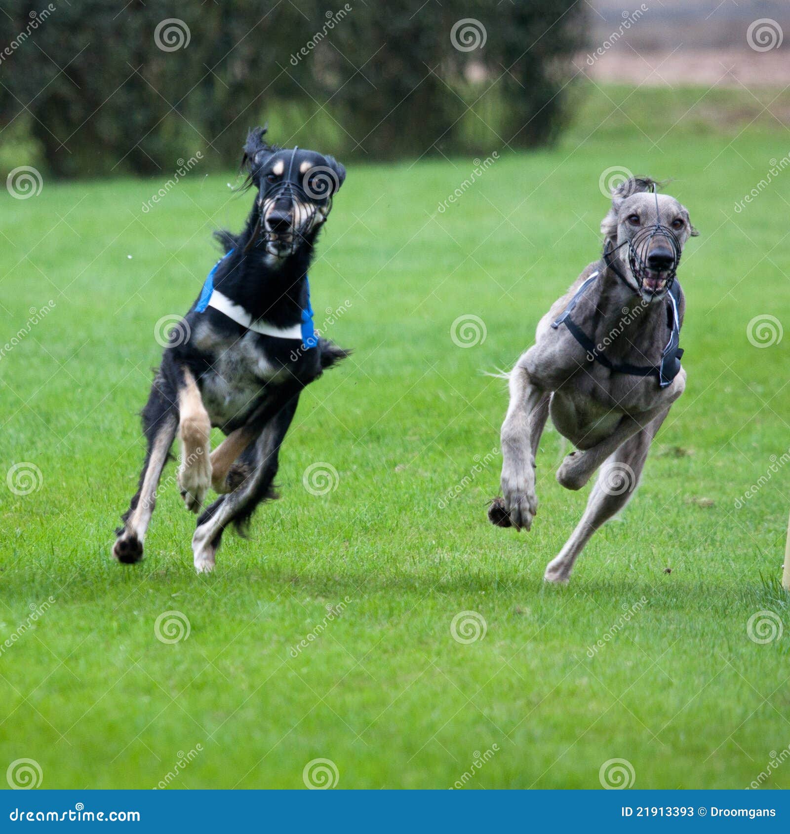 Dog race afghan stock image. Image of coursing, championship - 21913393